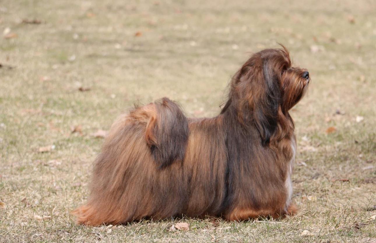 Happy Paws Havanese in Minnesota | Havanese puppies | Good Dog