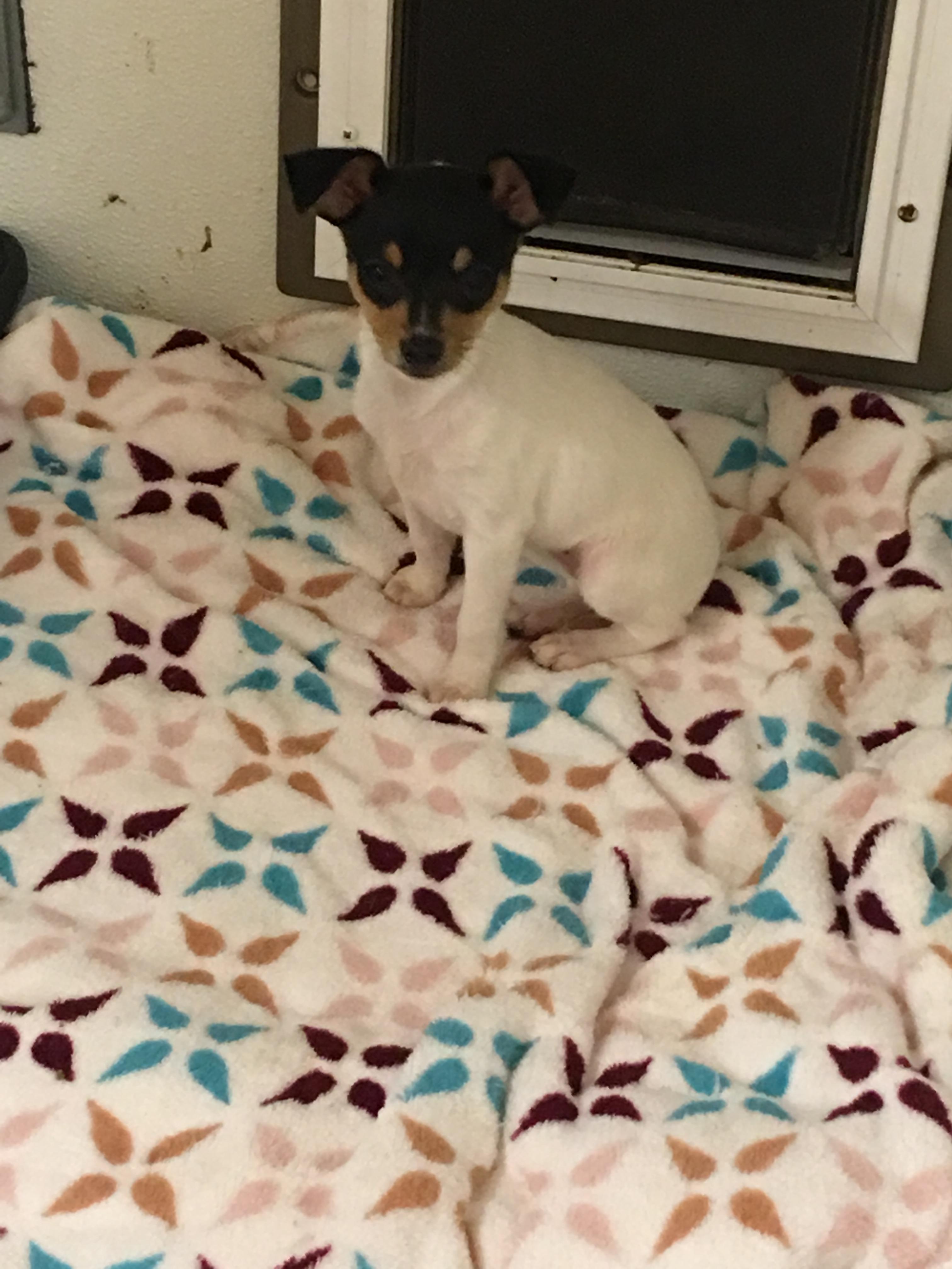FritzFox Toy Fox Terriers in Kentucky | Toy Fox Terrier puppies | Good Dog
