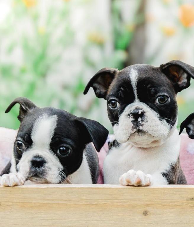 Bruno’s Bostons in New Jersey | Boston Terrier puppies | Good Dog