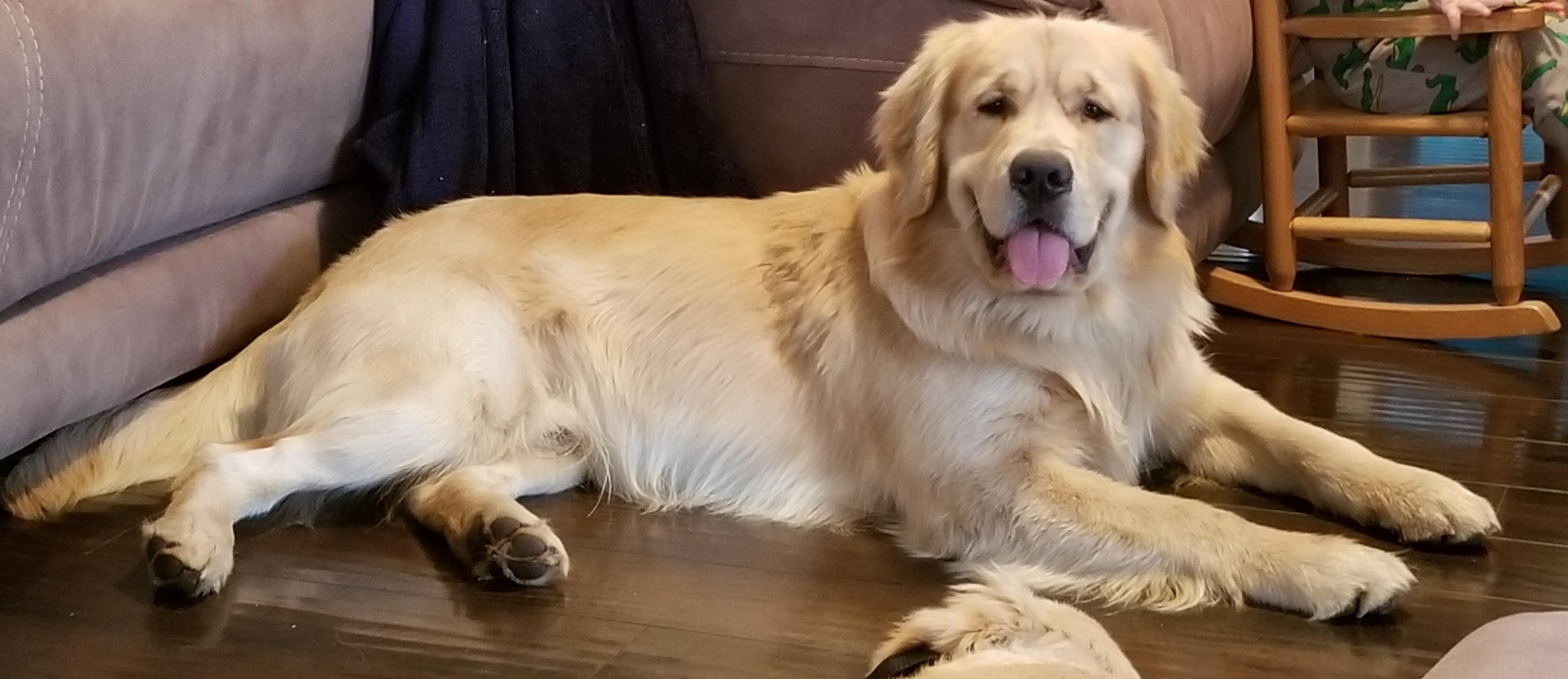 River Heights Golden Retrievers in Idaho | Golden Retriever puppies ...
