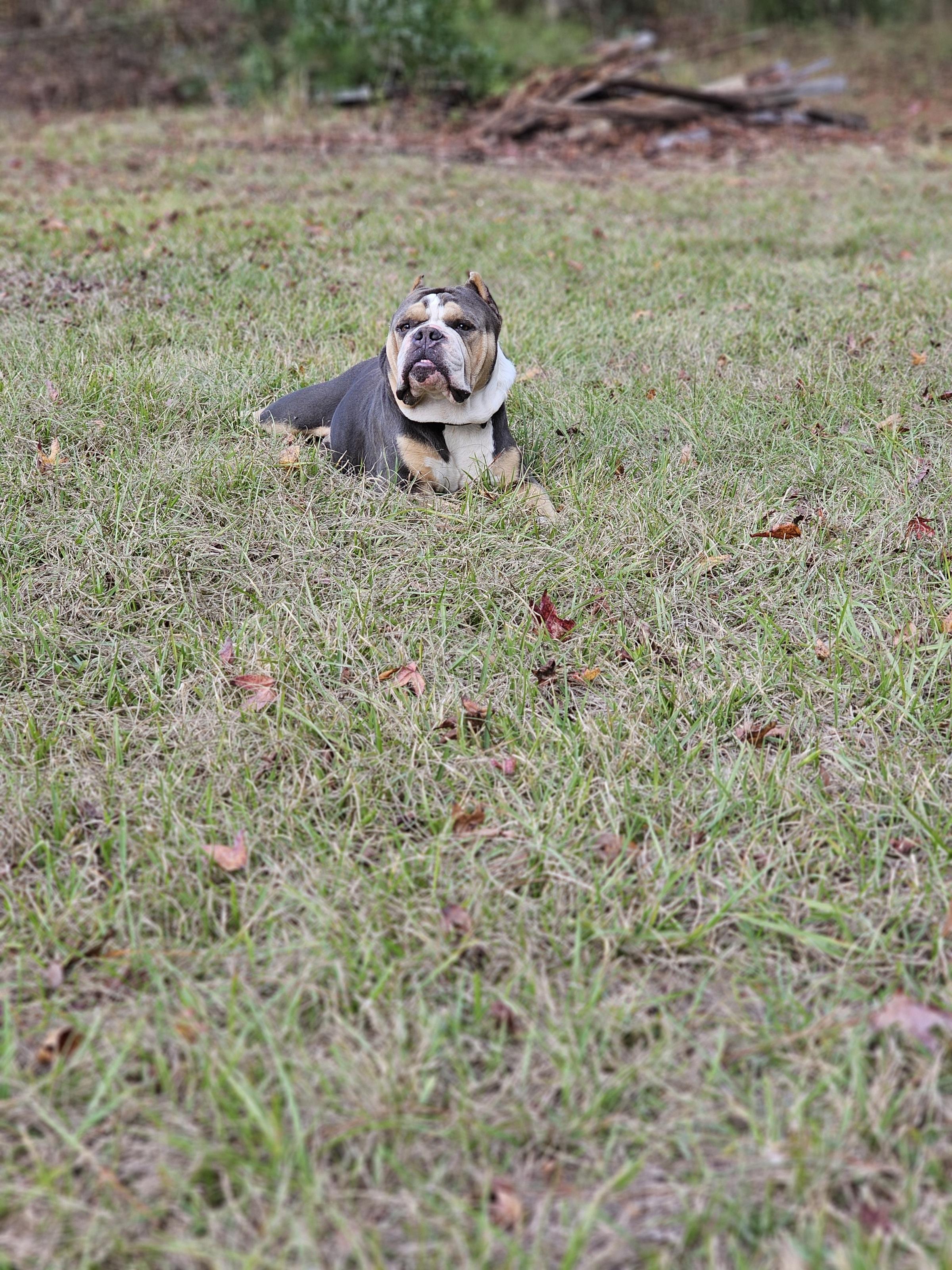 Rebelxotics Bulldogs in Florida | Bulldog puppies | Good Dog