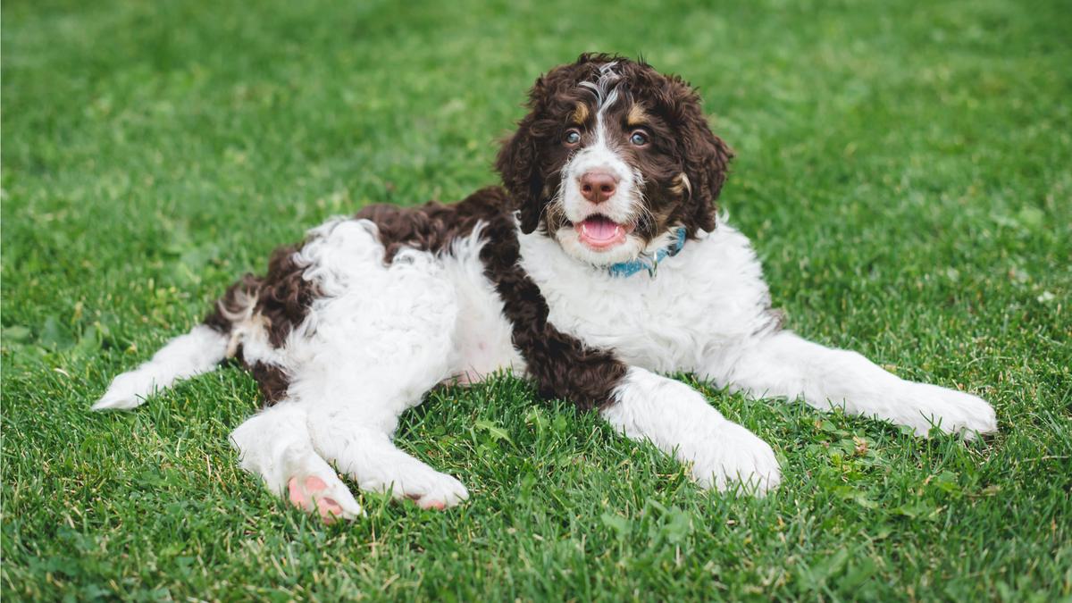 25 cute Springerdoodle puppies for sale | Good Dog