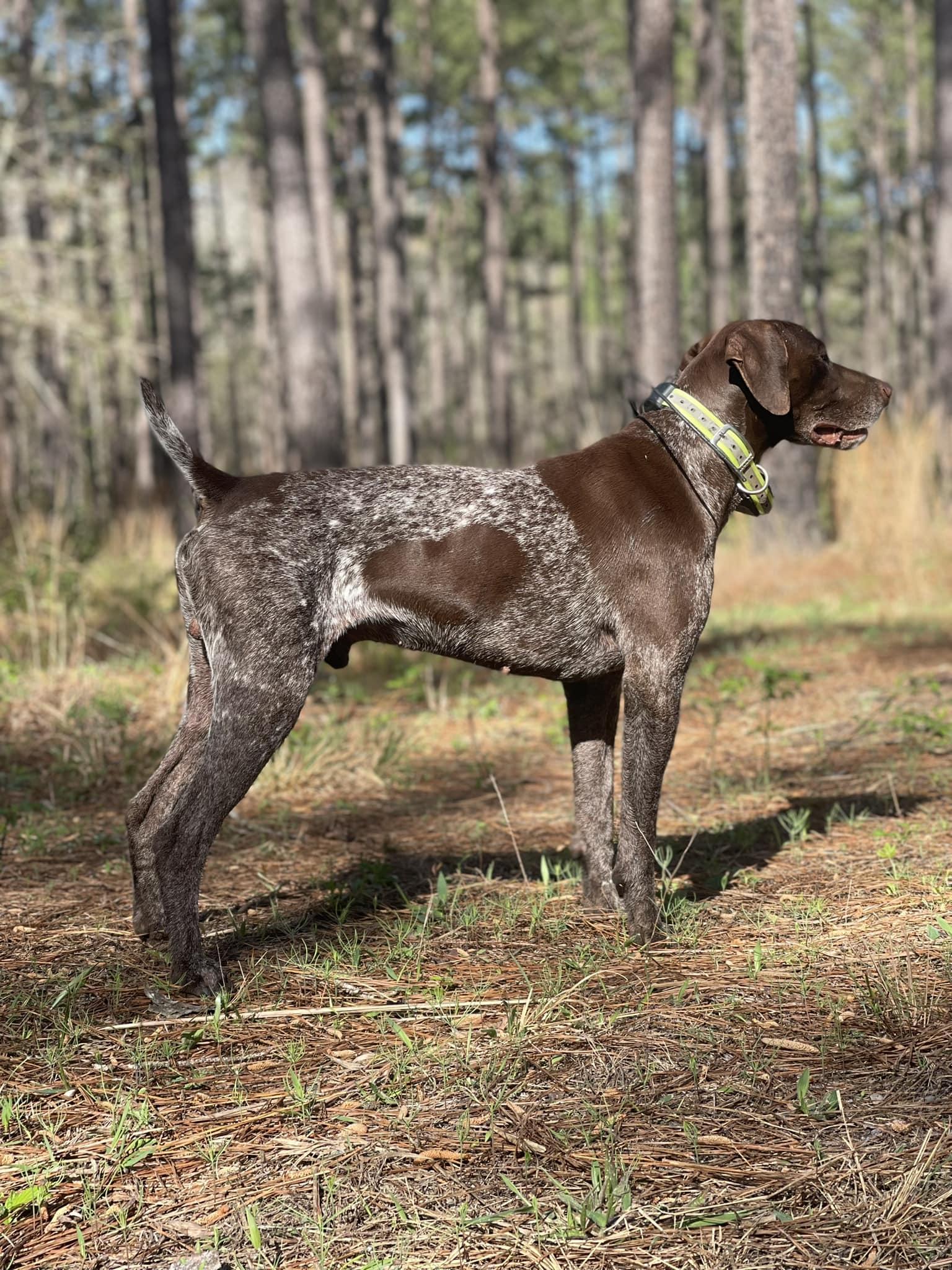 Adams Pointers in Georgia | German Shorthaired Pointer puppies | Good Dog