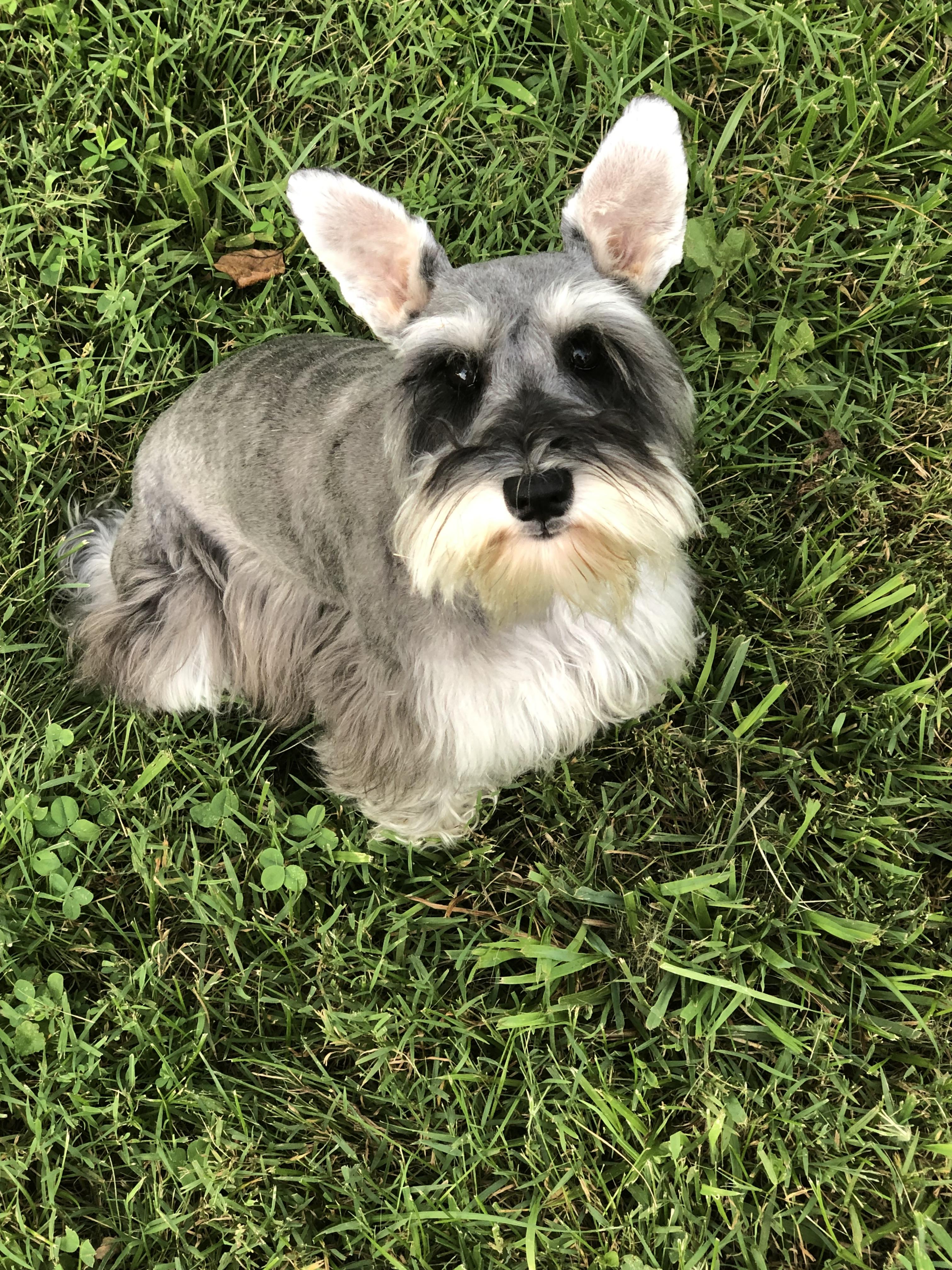 Williams Pups in Virginia | Boxer and Miniature Schnauzer puppies ...