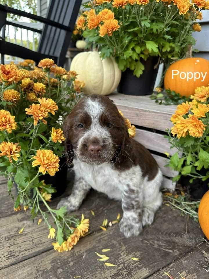 Osborne Rocky Ridge Farms in Michigan | English Springer Spaniel ...
