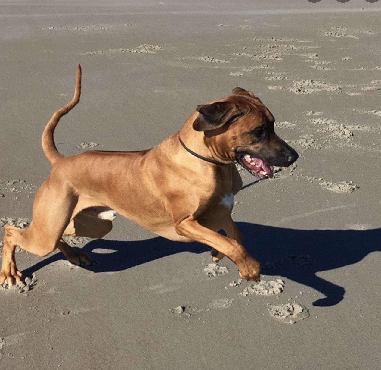 Orion in North Carolina | Rhodesian Ridgeback puppies | Good Dog