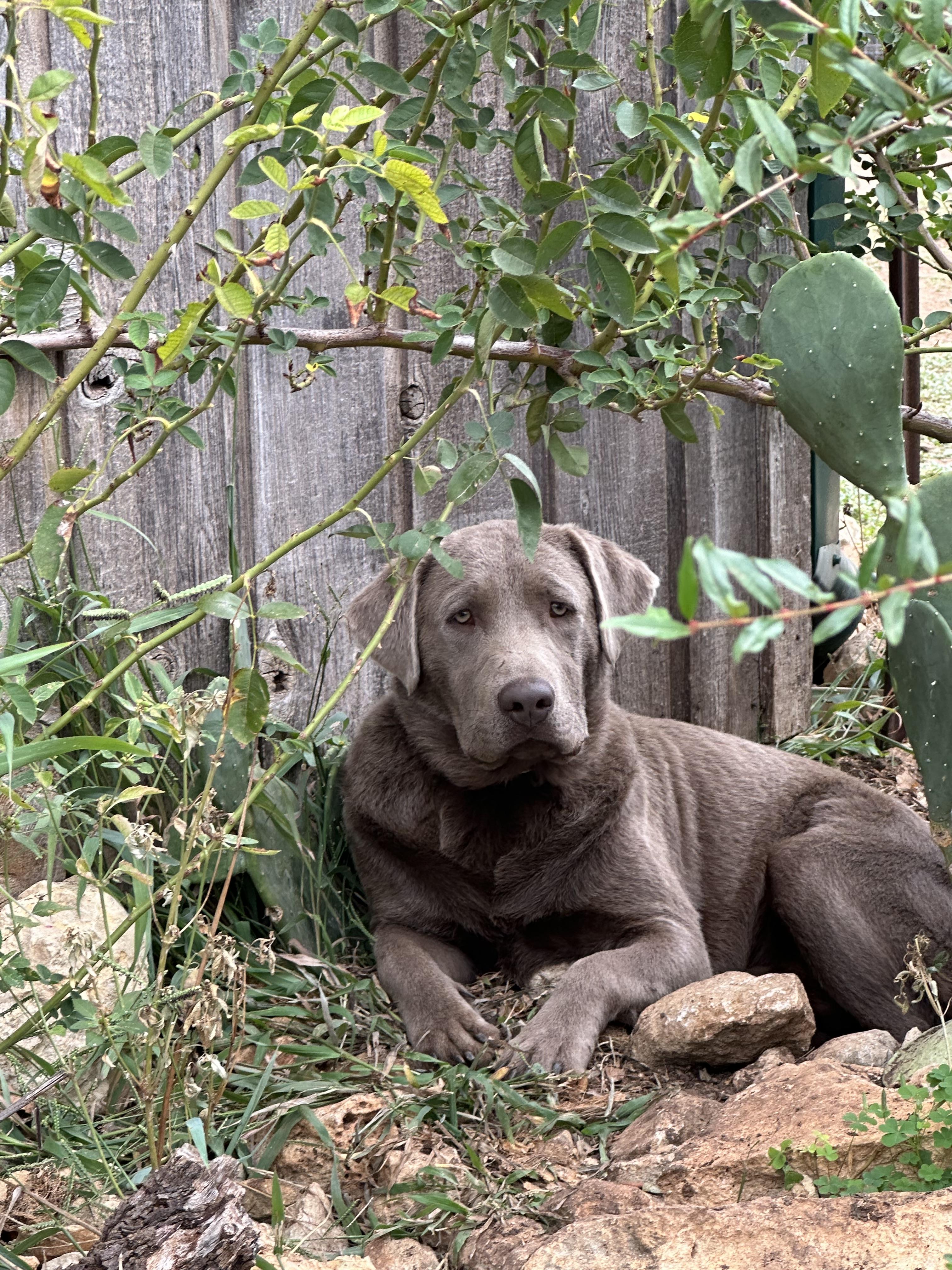 The Sugar & Spice Ranch Labrador Retrievers in Texas | Labrador ...