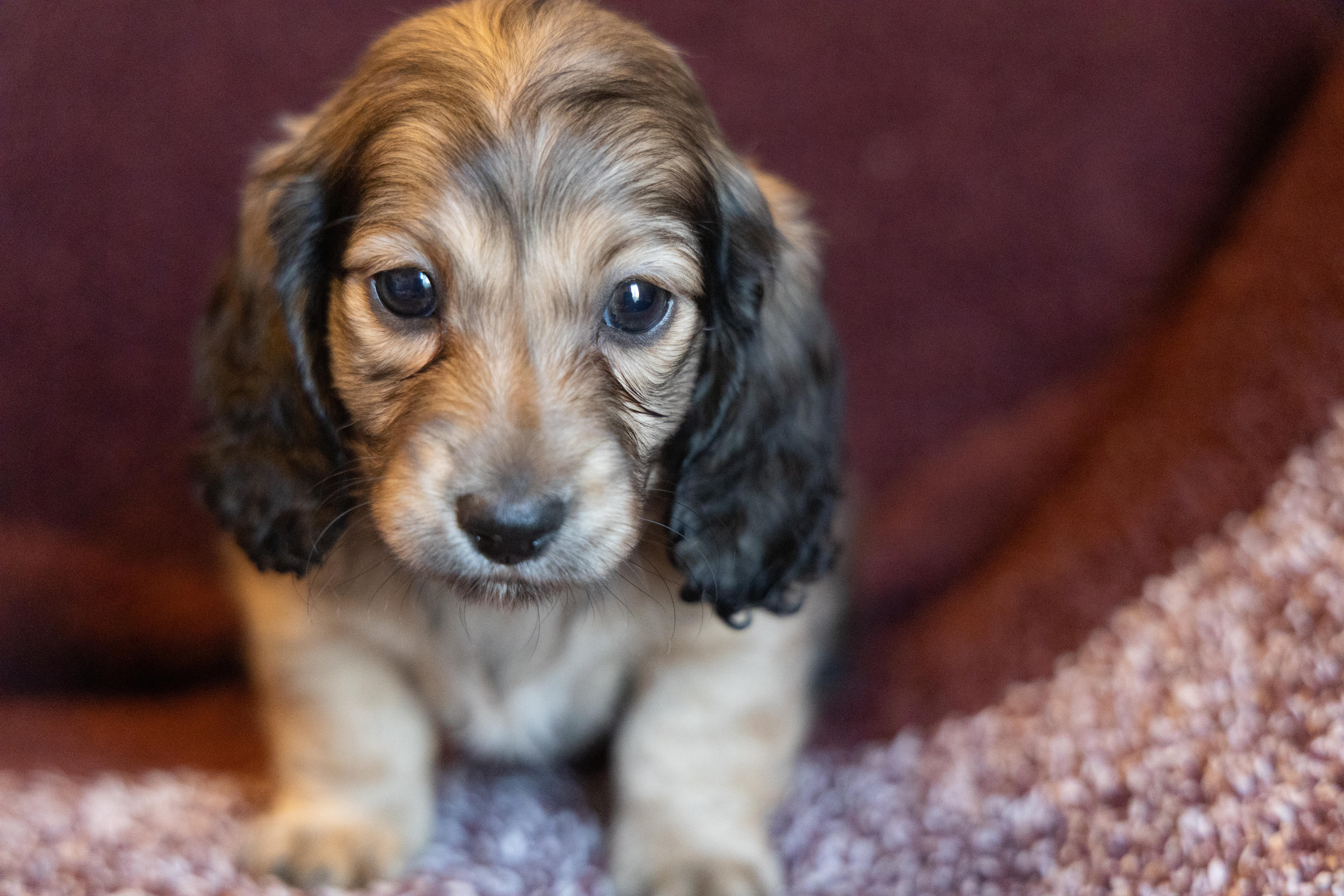 Golden Moose Homestead in Indiana | Dachshund puppies | Good Dog