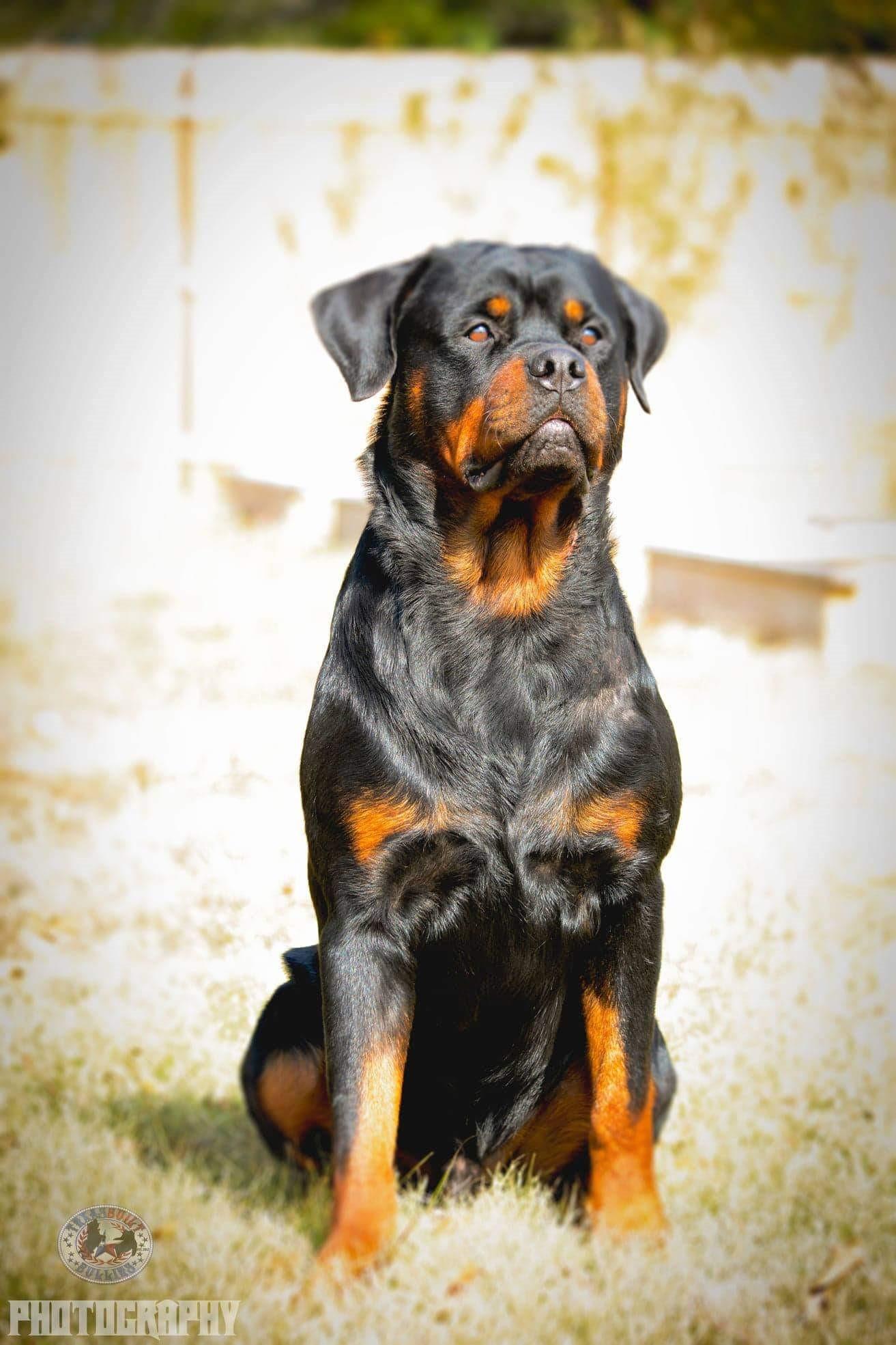 Woodhaven Rottweilers in Texas | Rottweiler puppies | Good Dog