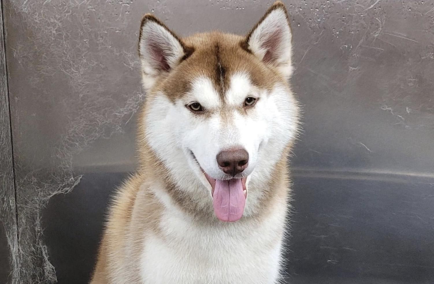 Blue Skyes Huskies in Illinois | Siberian Husky puppies | Good Dog