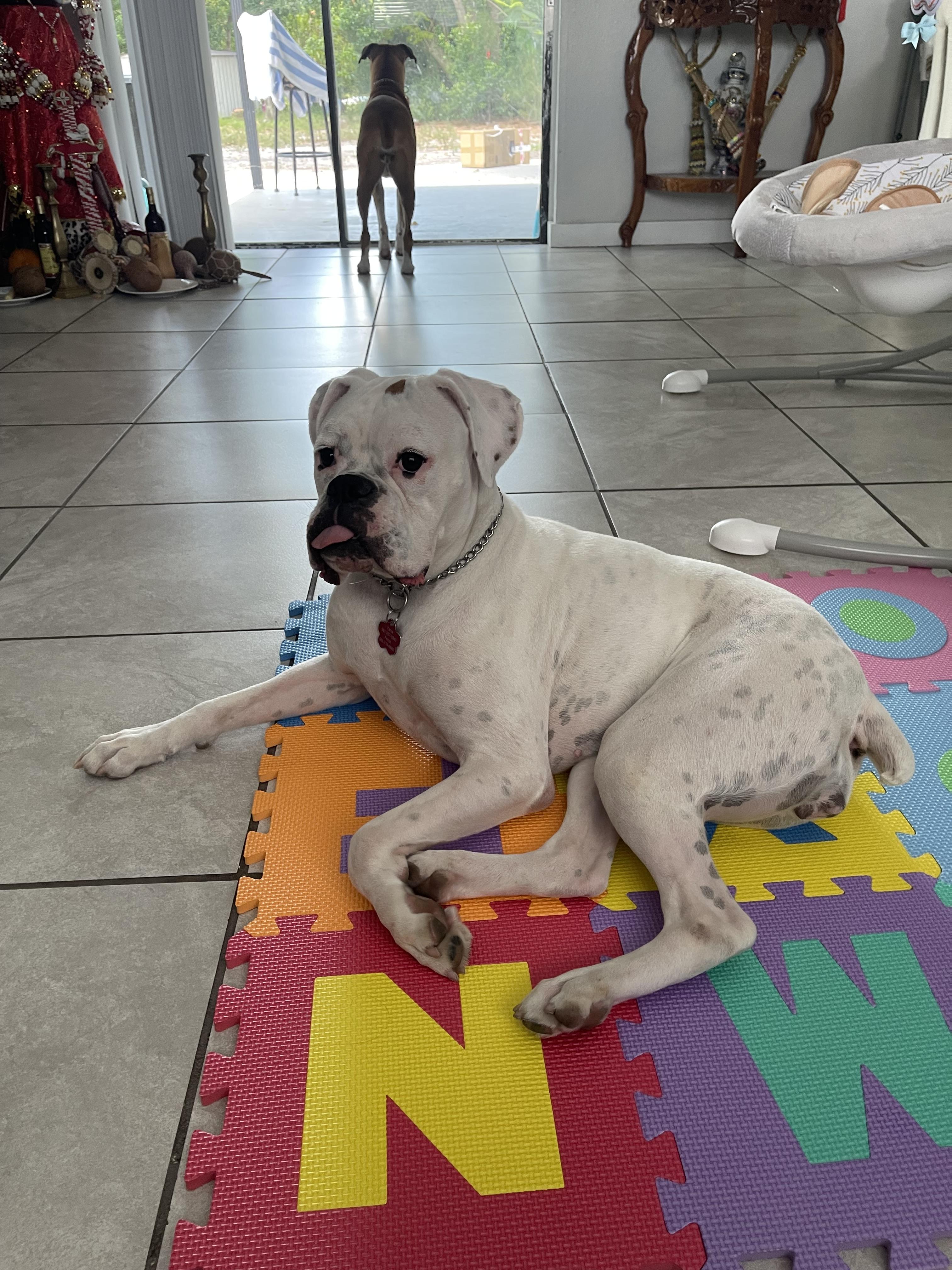 Martinez AKC Boxers of Central Florida in Florida | Boxer puppies ...