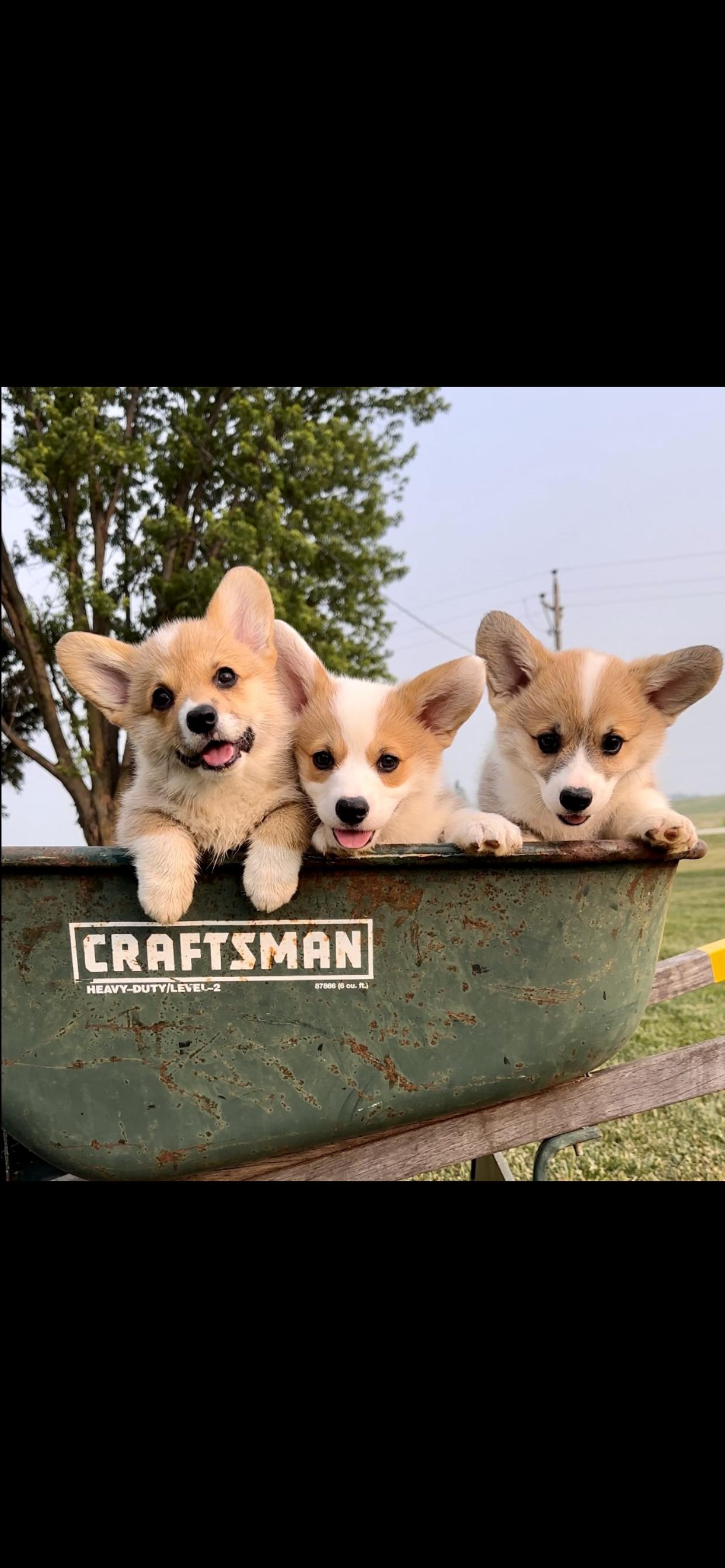 A Hurd of Corgis in Iowa | Pembroke Welsh Corgi puppies | Good Dog