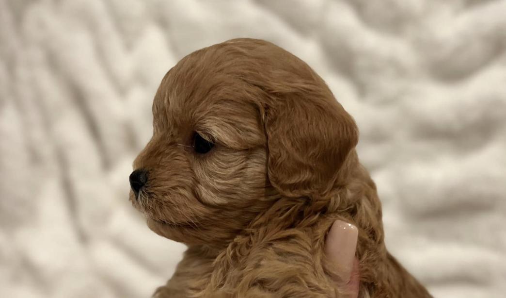 406springhilldoodles in Montana | Cavapoo and Goldendoodle puppies ...