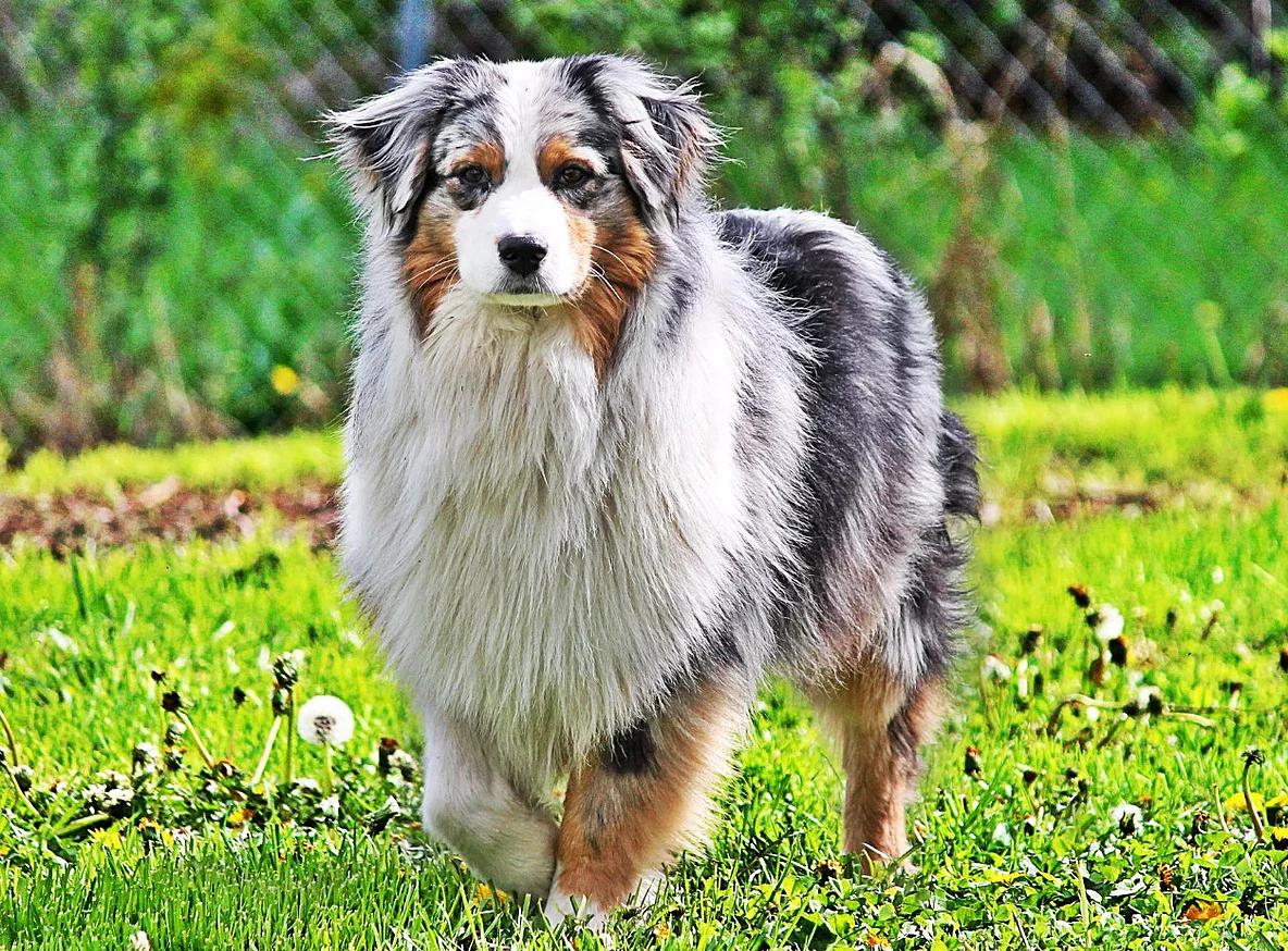 Silverbrook Australian Shepherds in Kansas | Australian Shepherd ...