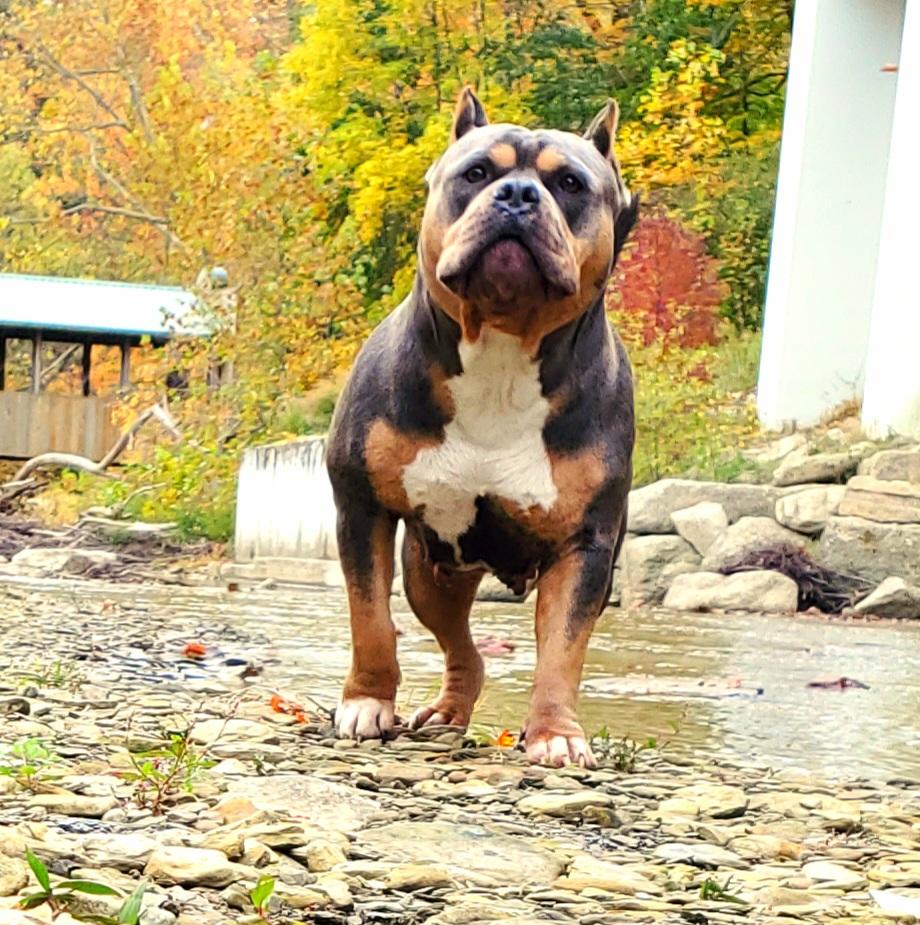 Blue Fury's in Ohio | American Bully puppies | Good Dog