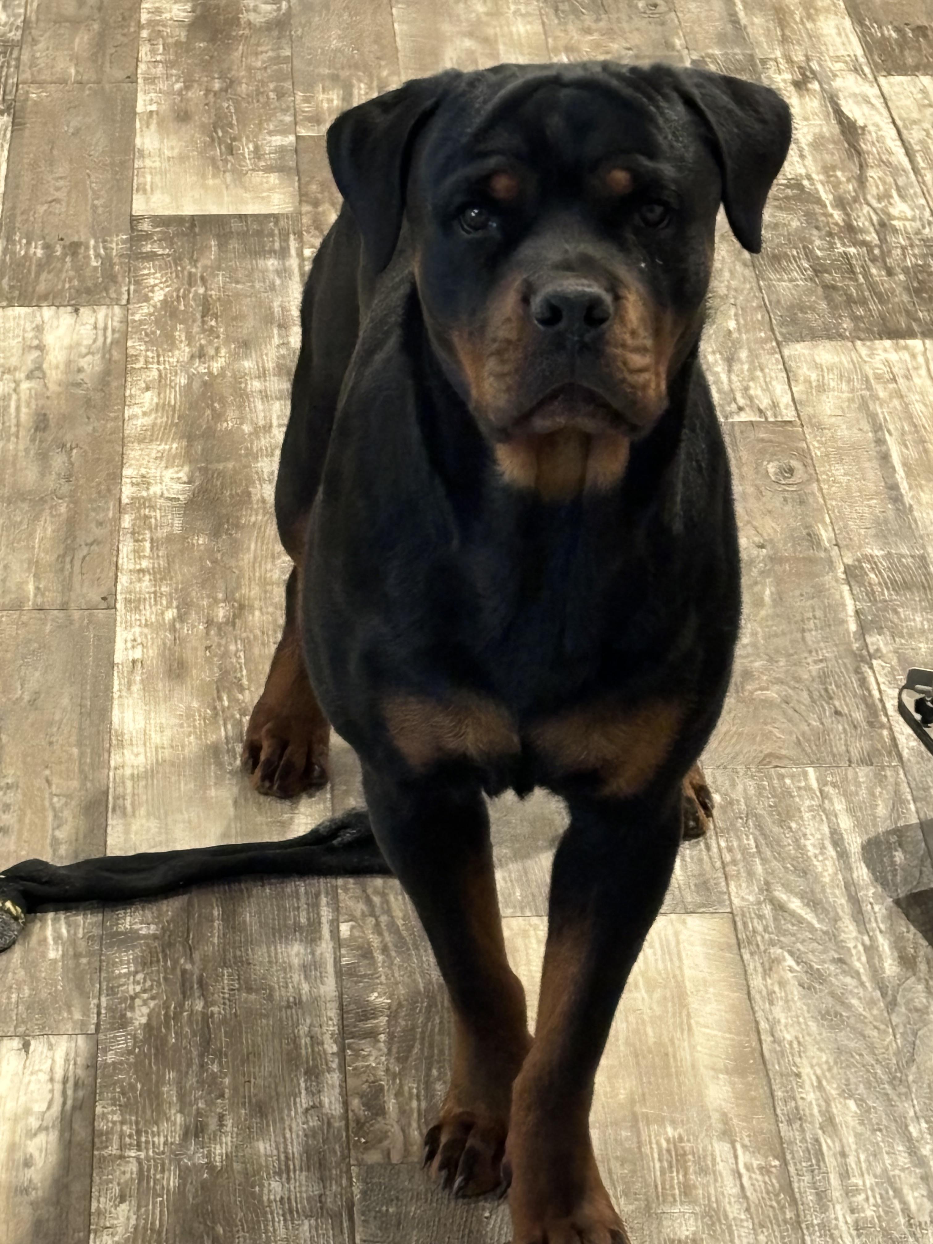 Vagabond Rottweilers in New York | Rottweiler puppies | Good Dog