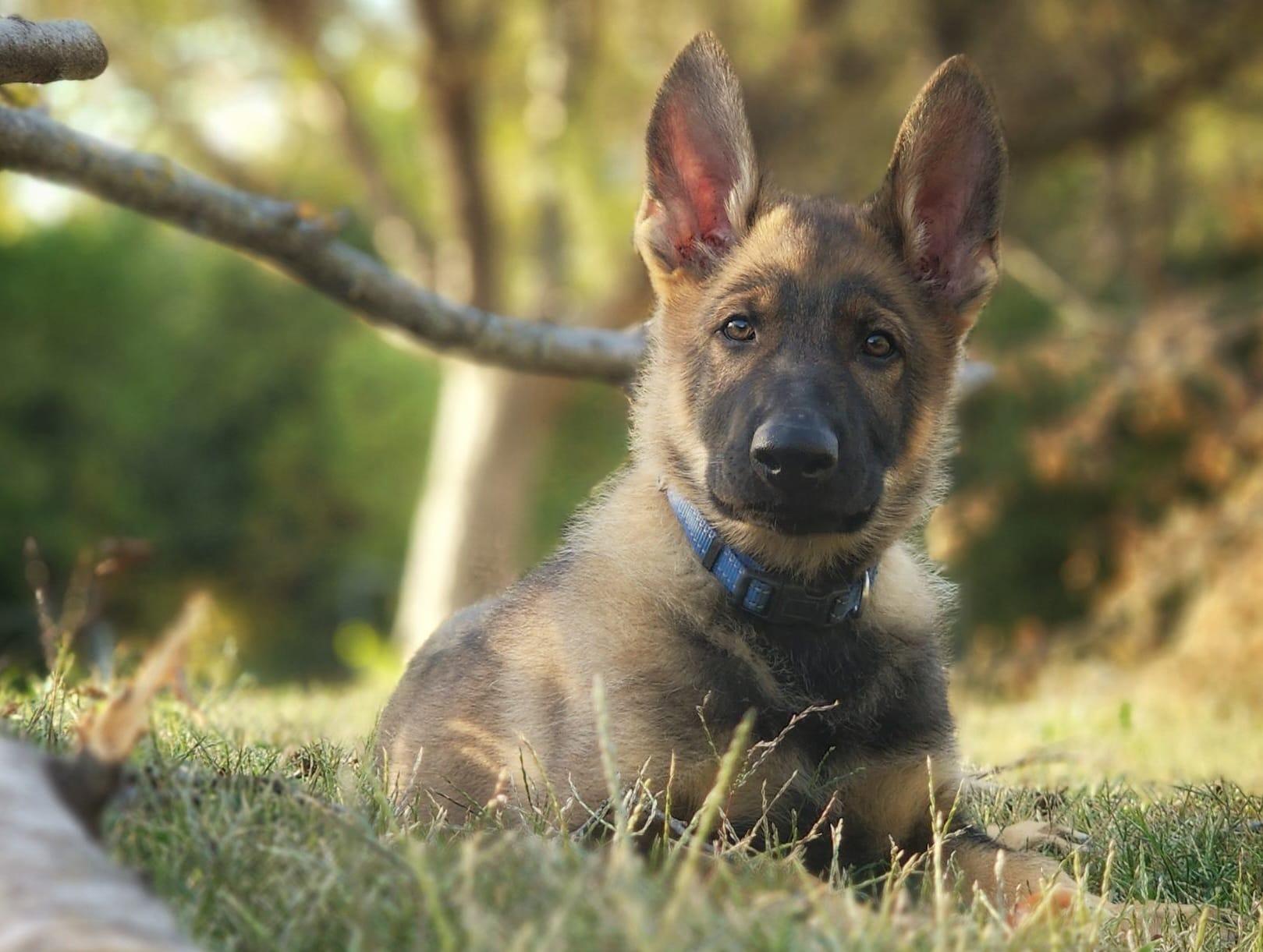 Windigen Hafen German Shepherds in Kansas | German Shepherd puppies ...