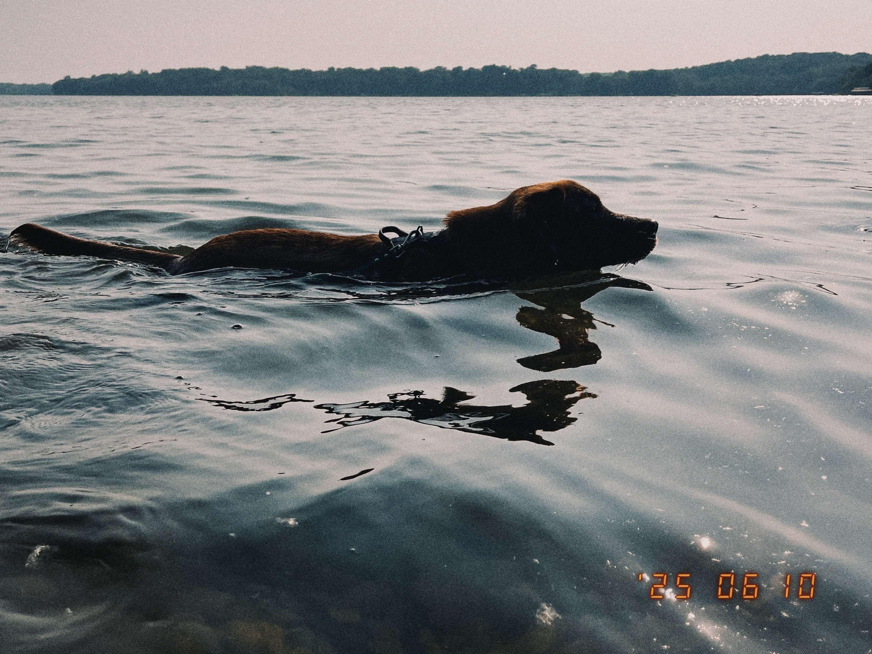 Sunbrooke Acres in Michigan | Labrador Retriever puppies | Good Dog