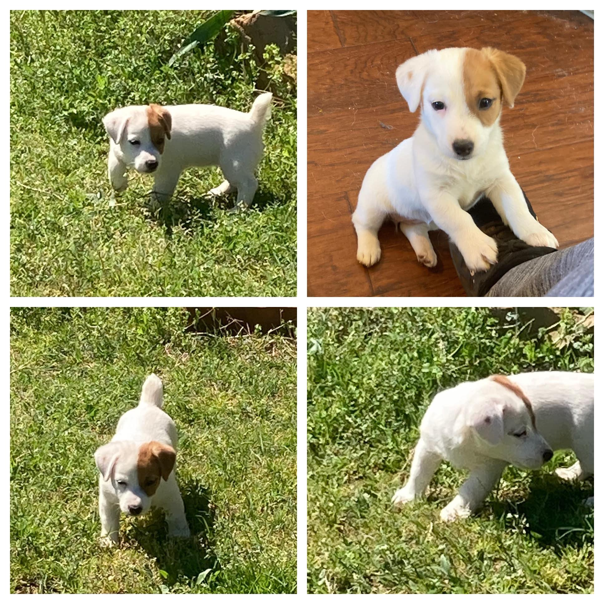 Lynne's Pups in Texas | Russell Terrier puppies | Good Dog