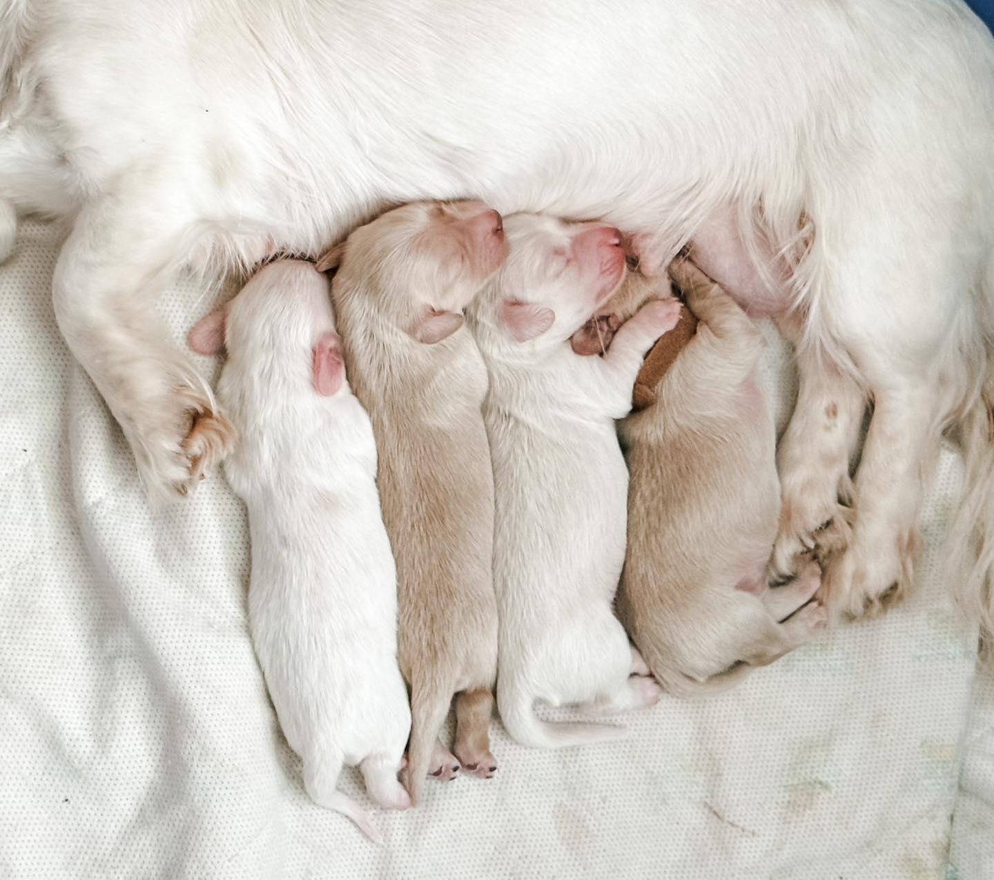 Dreamheart Dachshunds LLC in Florida | Dachshund puppies | Good Dog