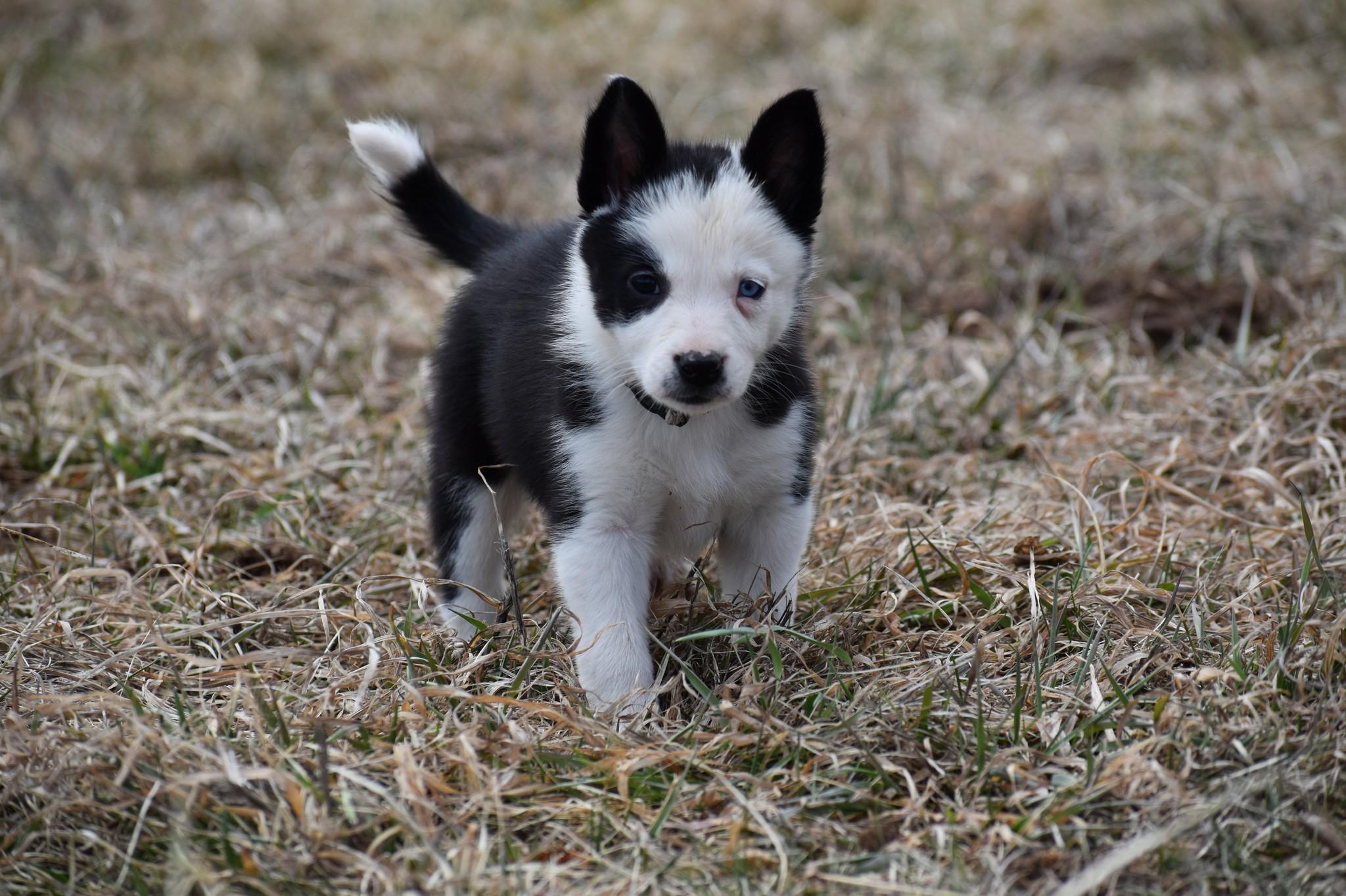 Mutton But Trouble in Colorado | Border Collie puppies | Good Dog