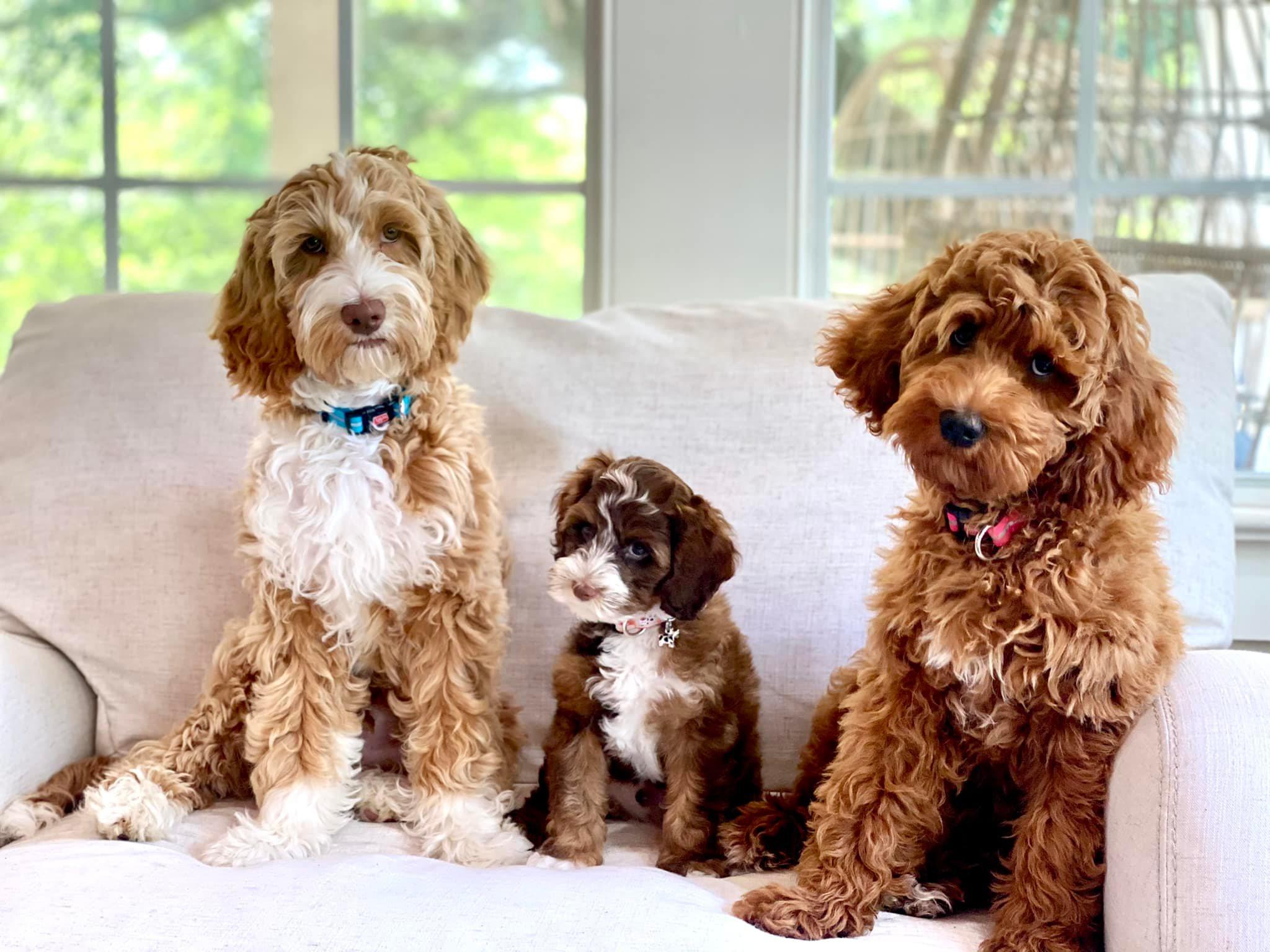 Saving Grace Labradoodles in Louisiana | Australian Labradoodle puppies ...