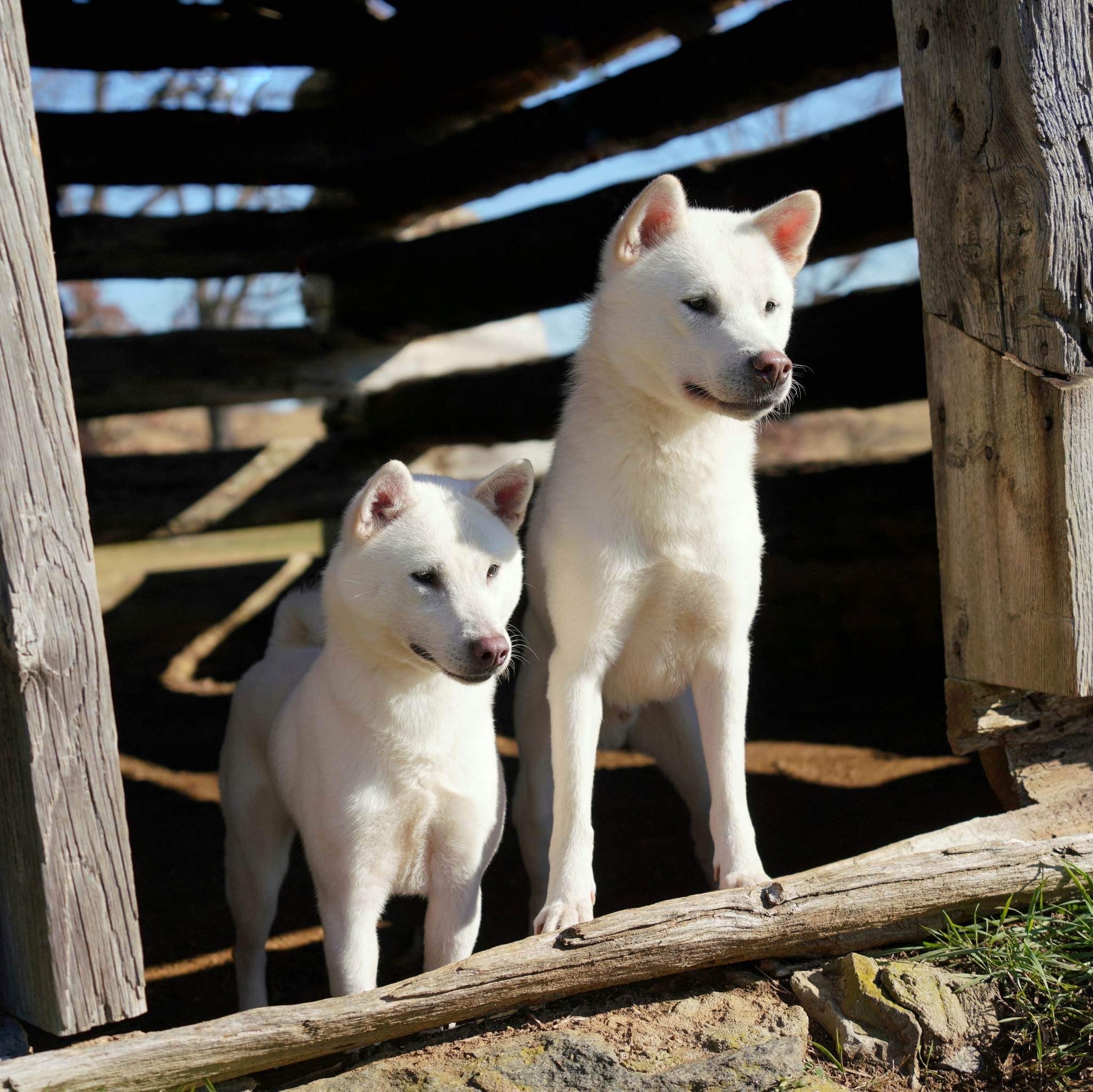 Akagawa Roushya in New York | Kishu Ken puppies | Good Dog