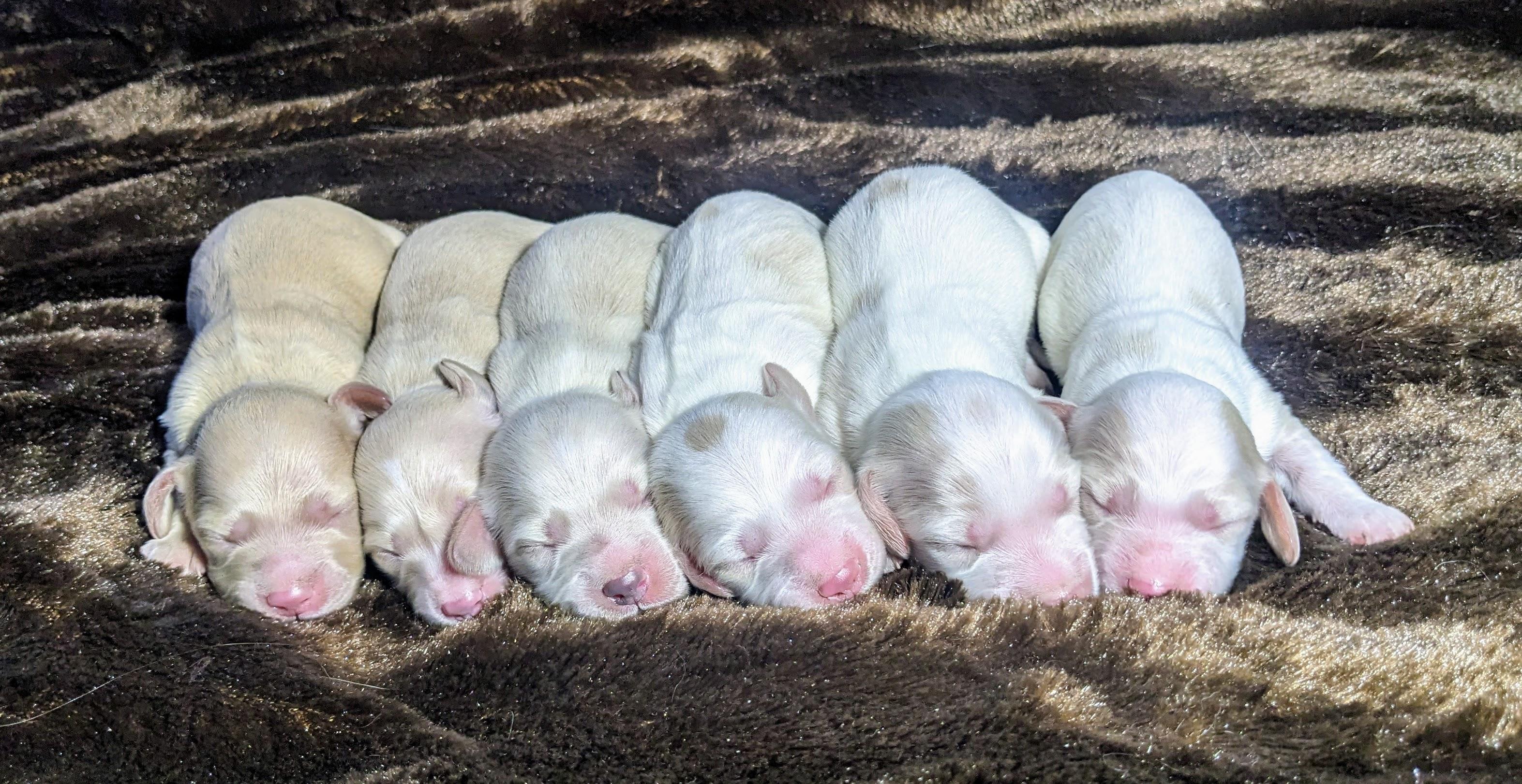 MRS Long Dog Ranch in Oregon | Dachshund puppies | Good Dog