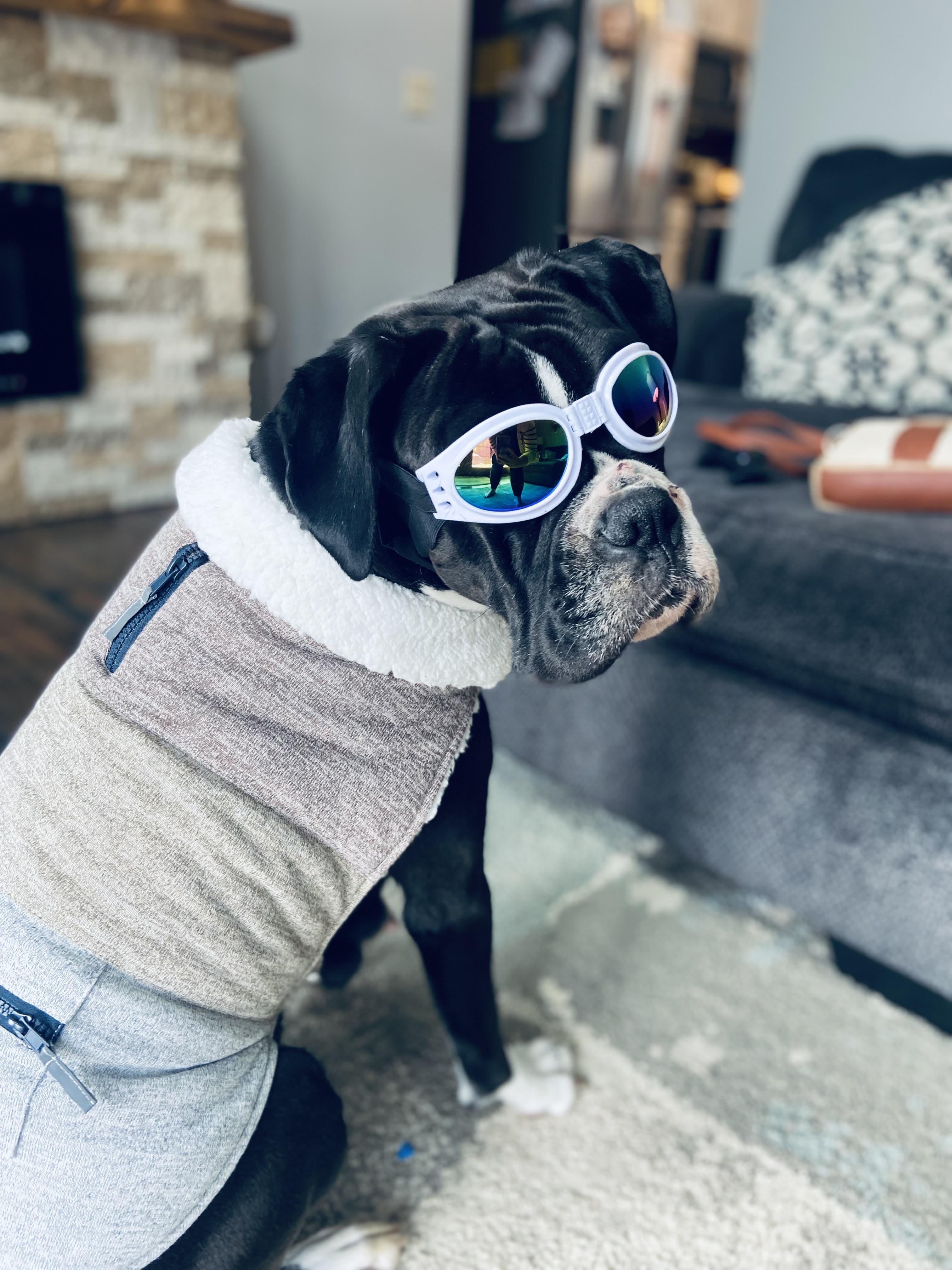 Sweet Mambas Boxers in Michigan | Boxer puppies | Good Dog
