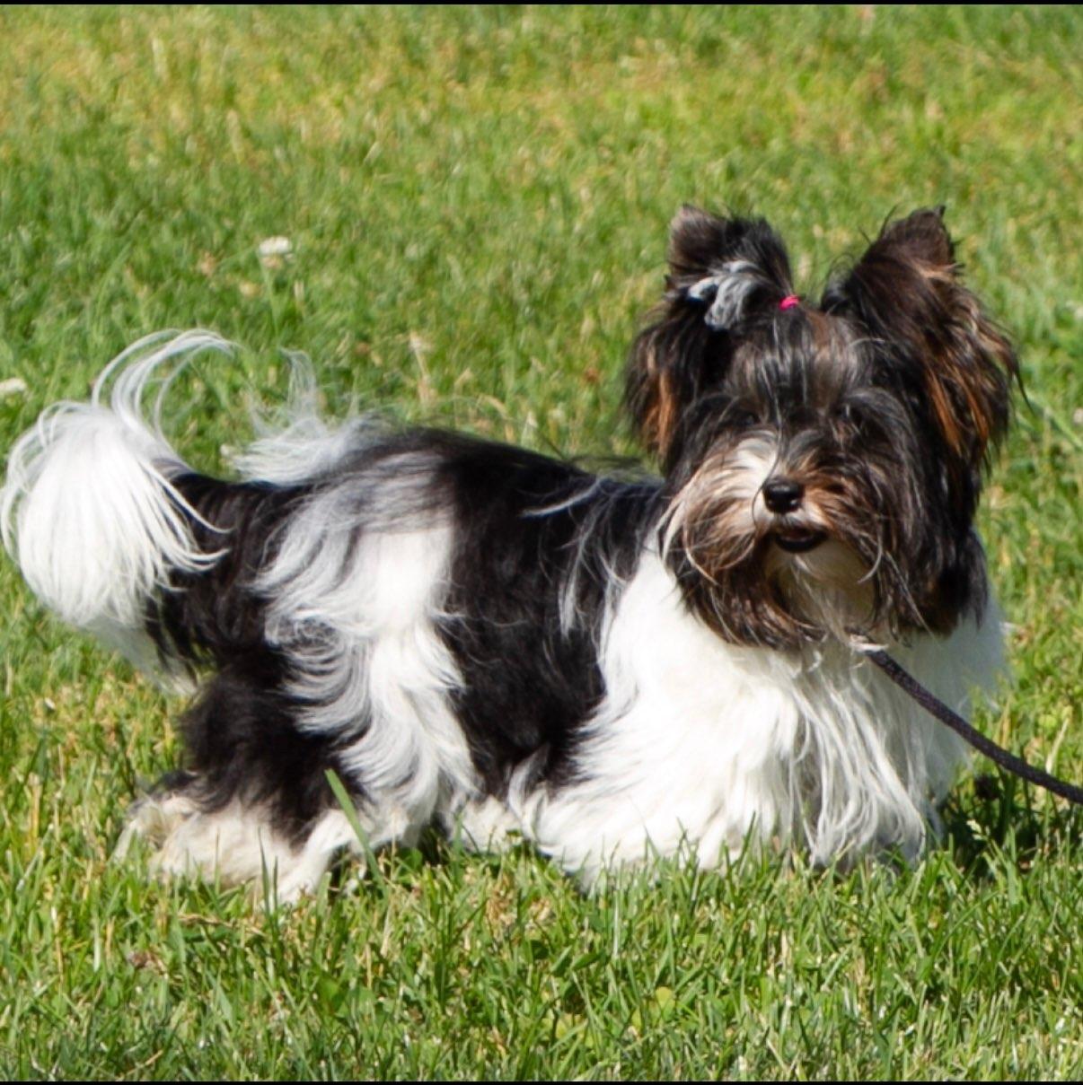 Liberty Show Dogs in New York | Biewer Terrier, Coton de Tulear ...