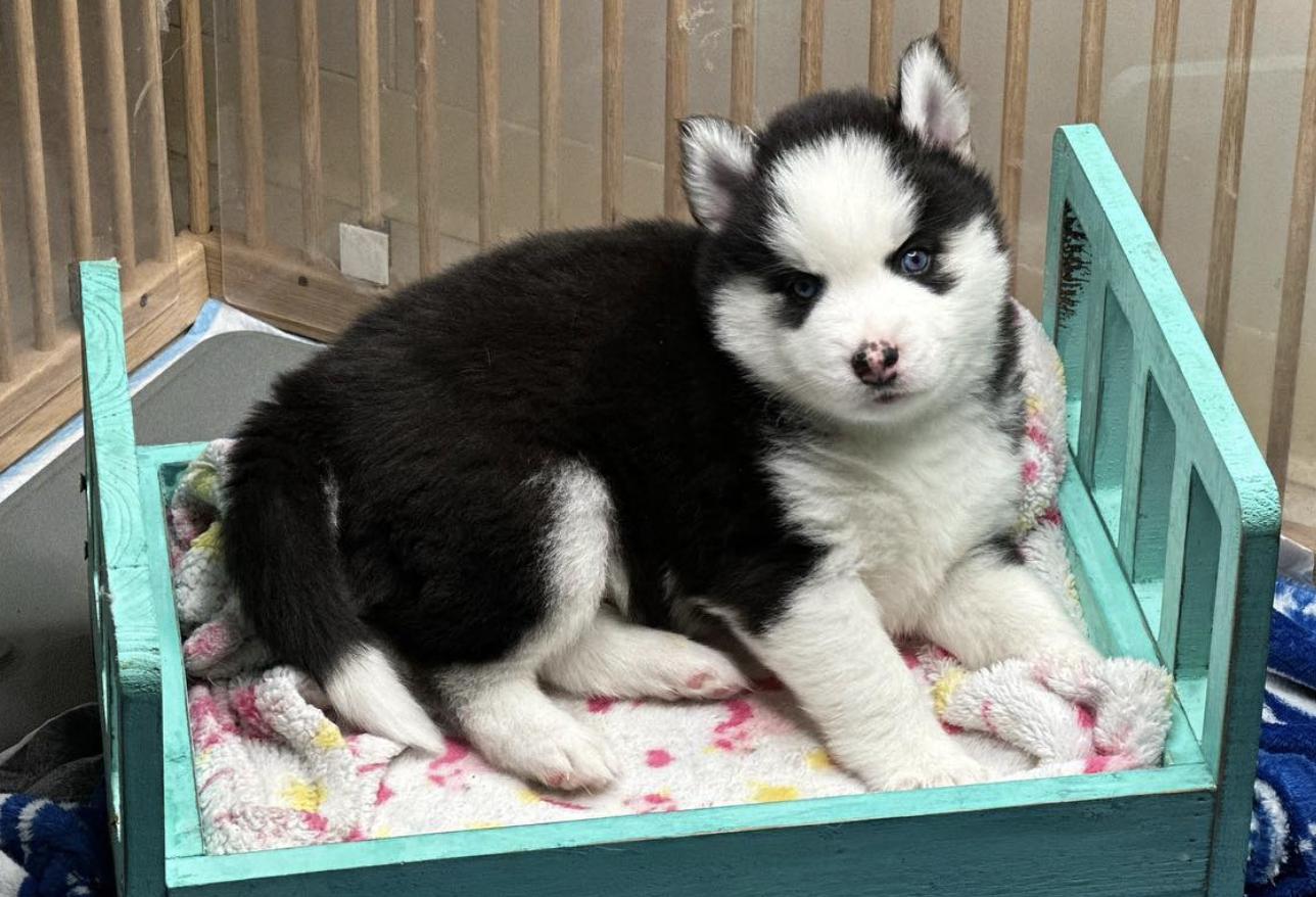 Vulpini Arctic Spitz in Alaska | Pomsky puppies | Good Dog