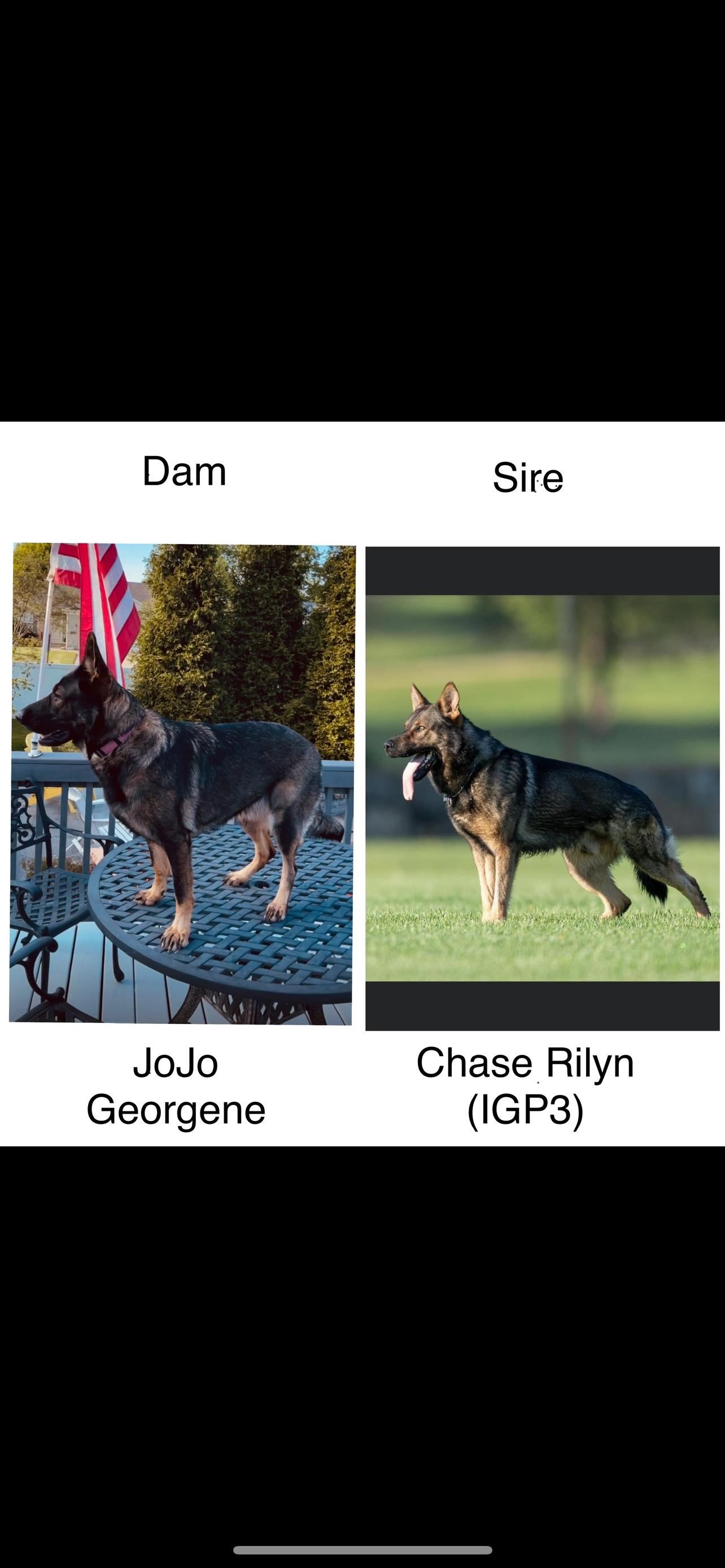 Georgene German Shepherds in Ohio | German Shepherd puppies | Good Dog