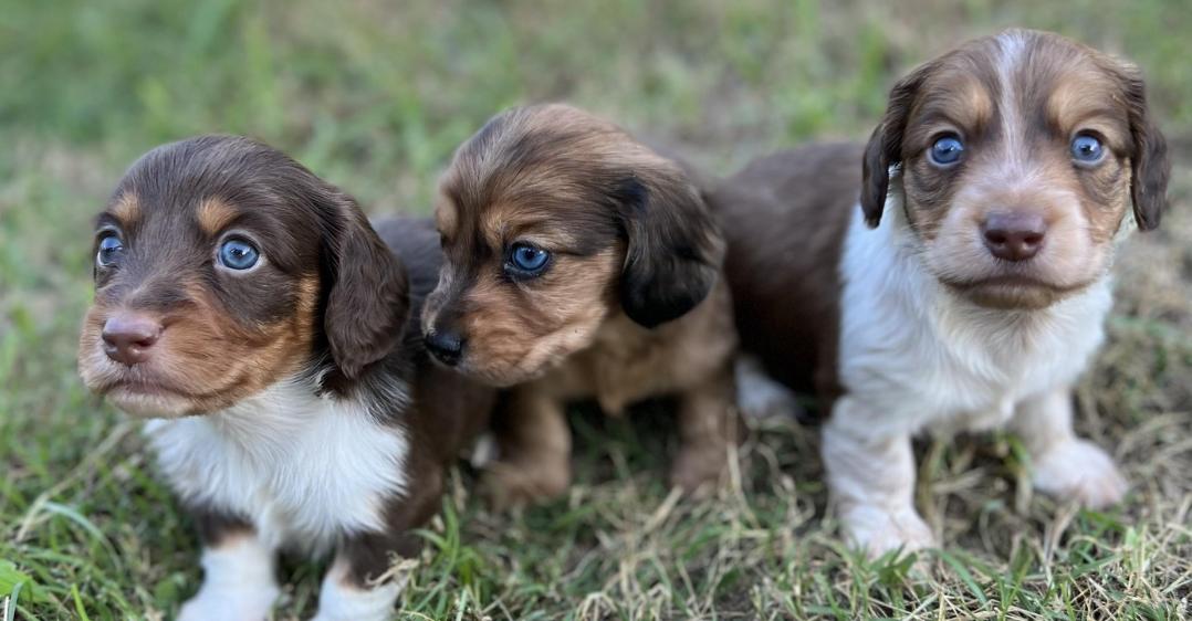 Weaver’s Weenies in Texas | Dachshund puppies | Good Dog