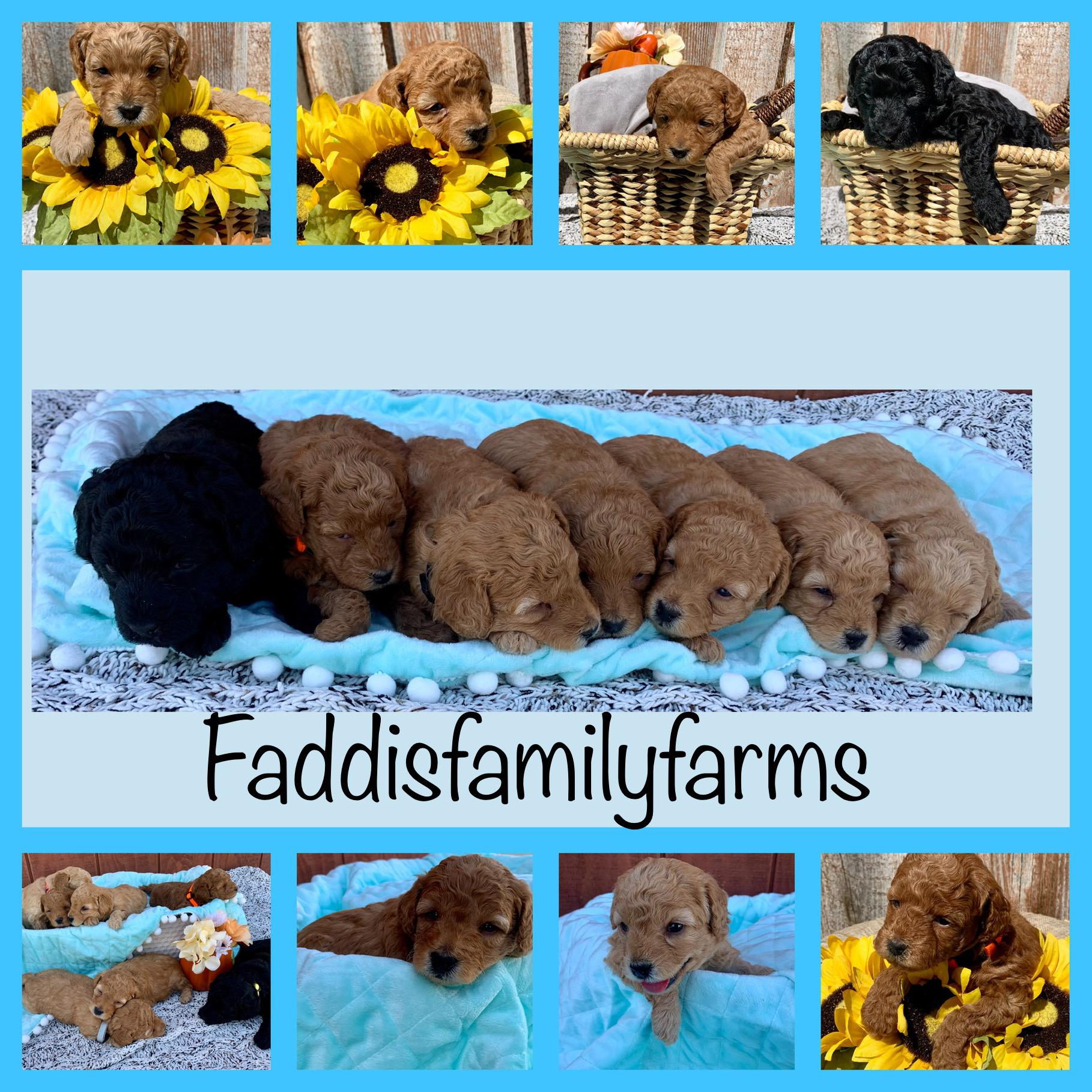 Faddis Family Farms in Utah | Labradoodle puppies | Good Dog