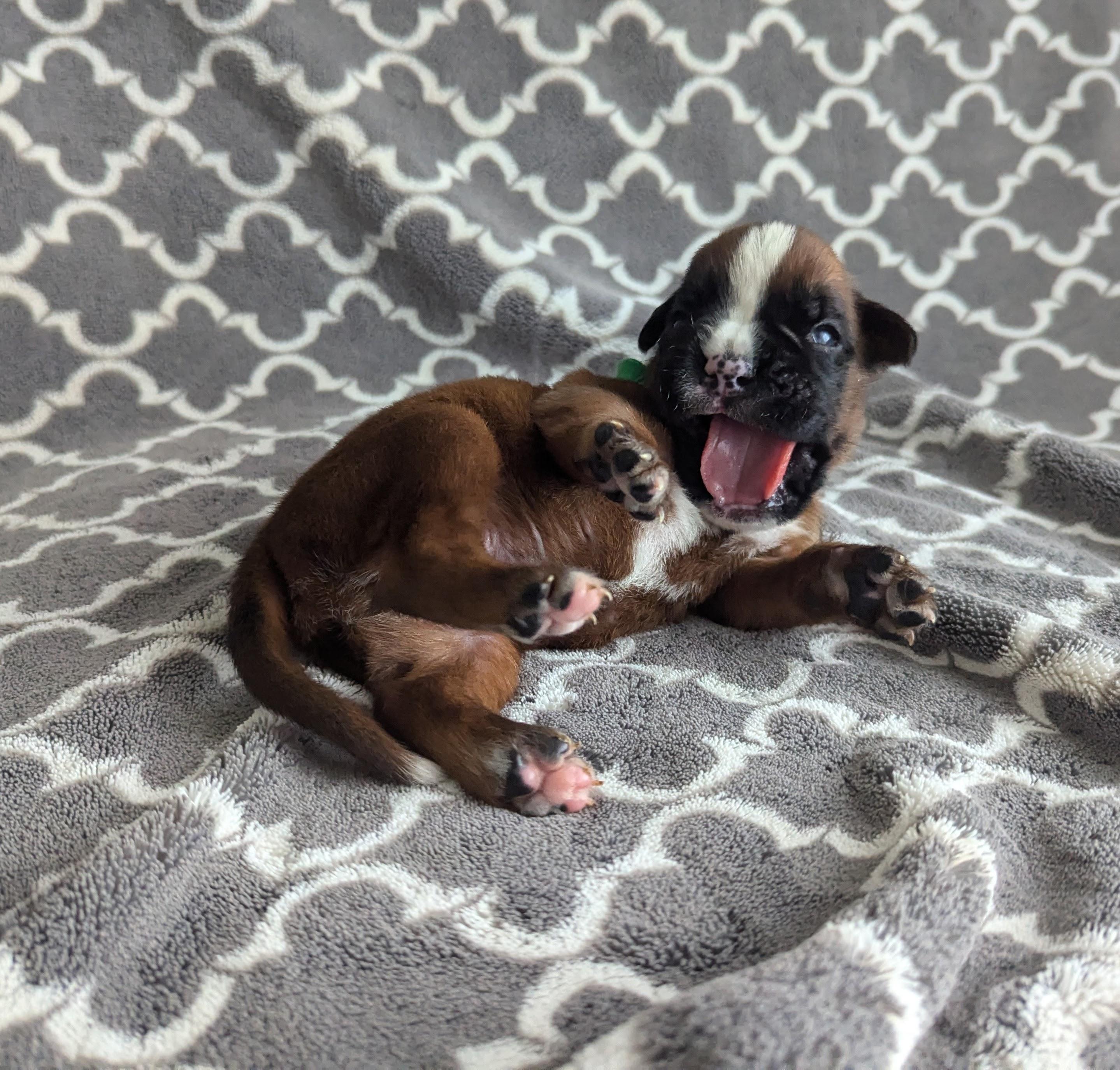 Vista Hill Boxers in Washington | Boxer puppies | Good Dog