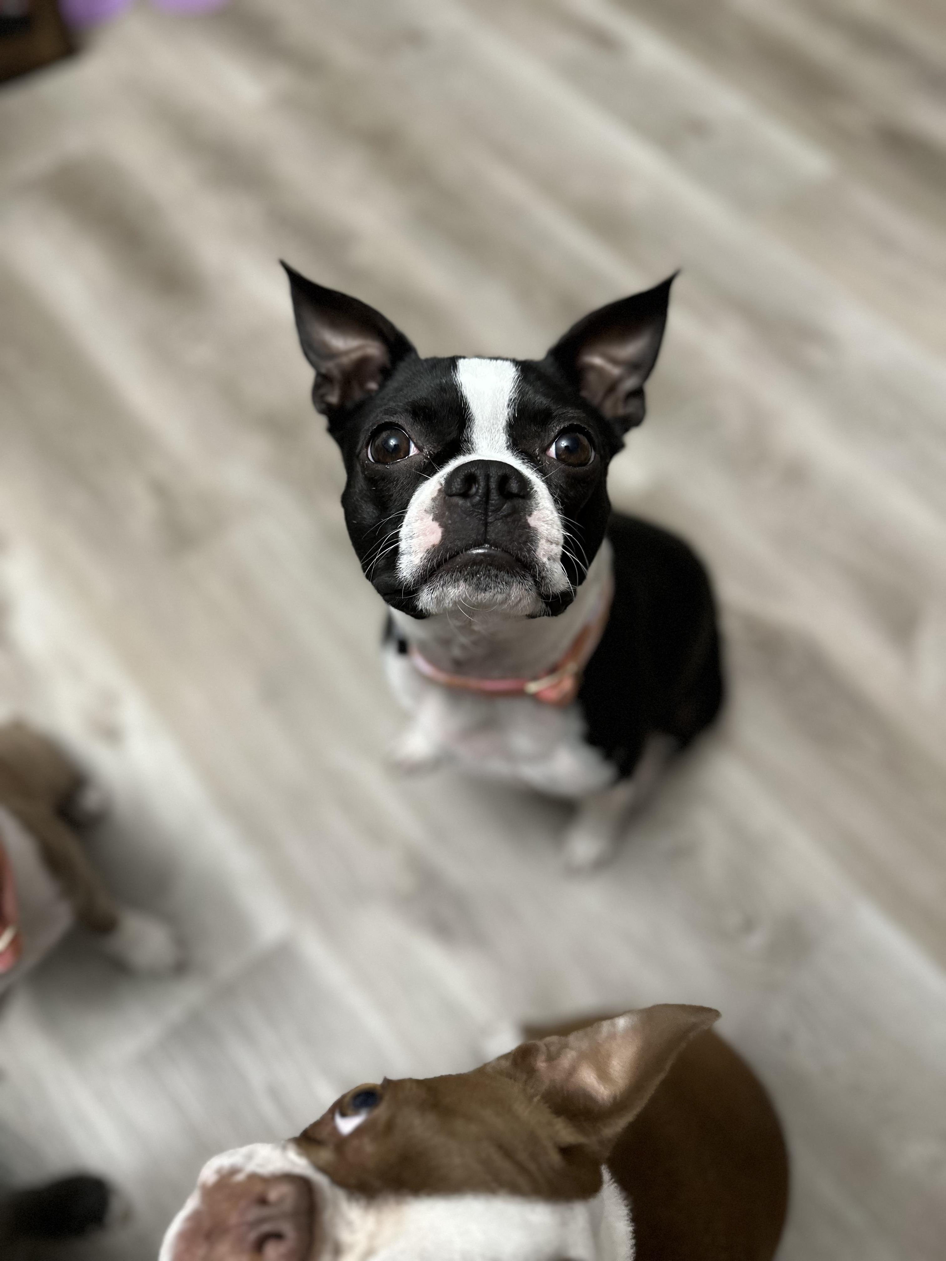 Little Mister and Little Miss Boston Terriers in Texas | Boston Terrier ...