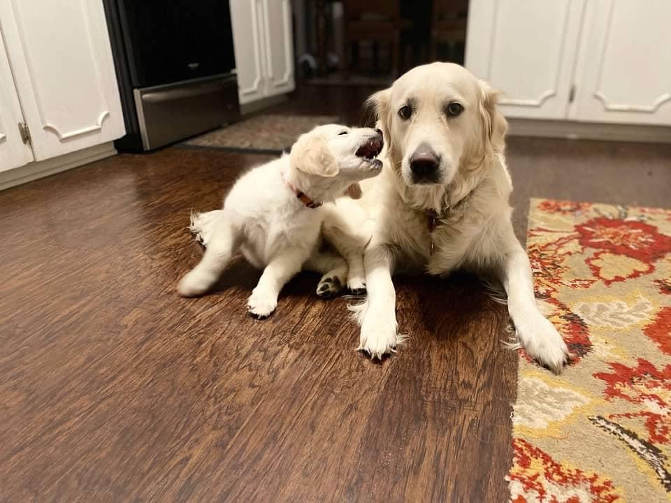 Golden Dust Retrievers in Texas | Golden Retriever puppies | Good Dog
