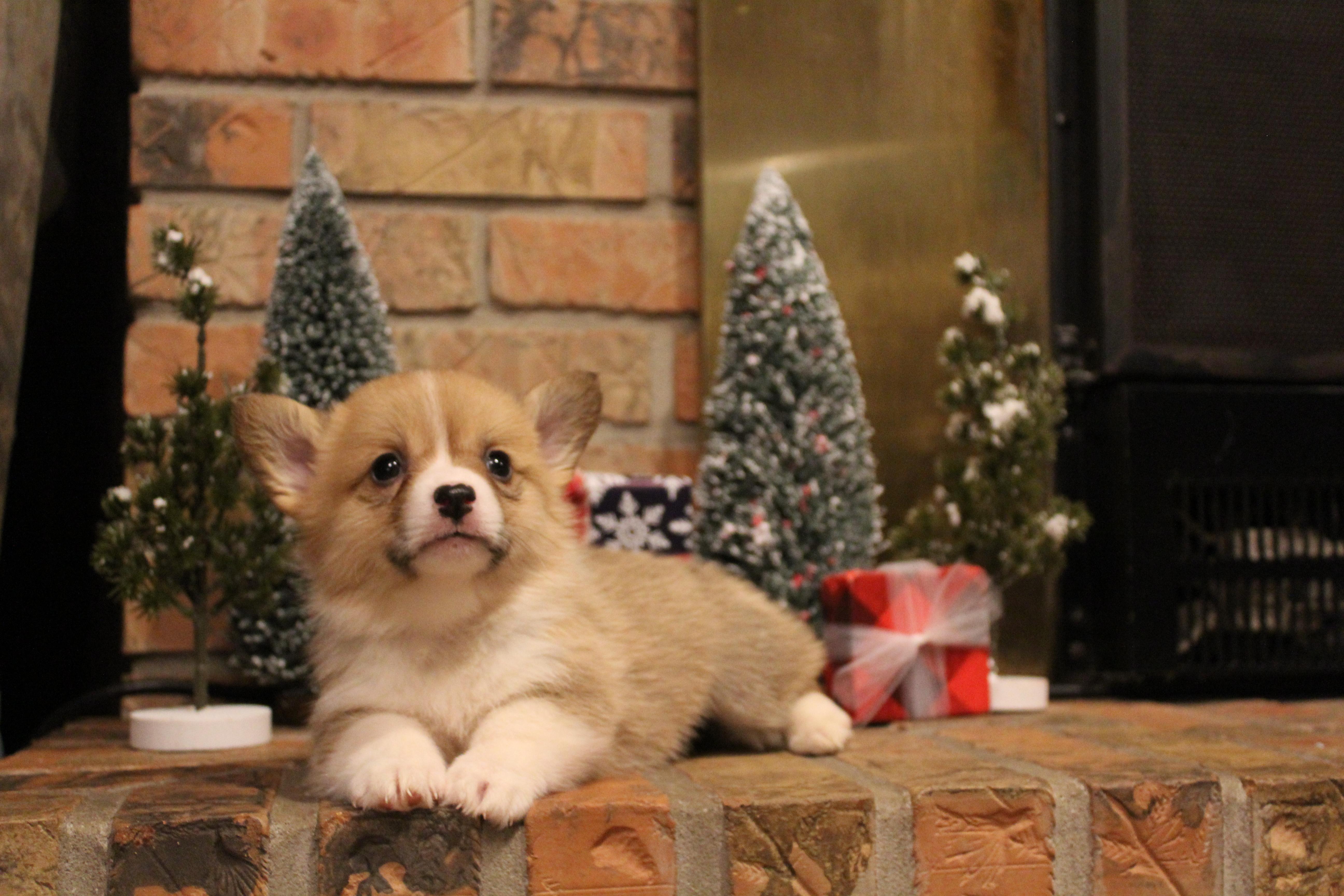 Covered Bridge Corgis in Indiana | Pembroke Welsh Corgi puppies | Good Dog