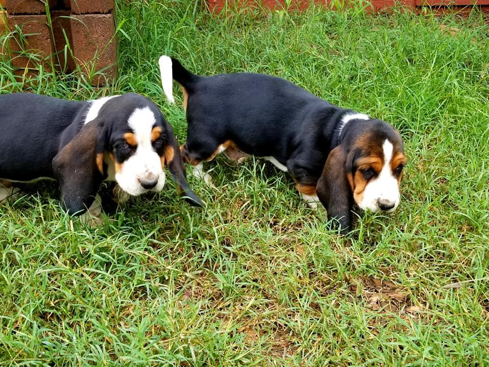 Robbs Ranch Bassets in Arizona | Basset Hound puppies | Good Dog
