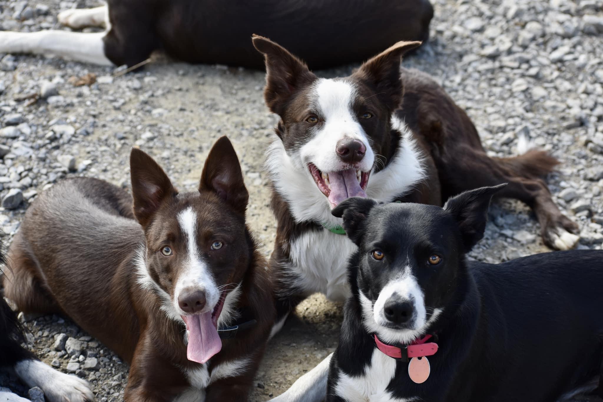 Zodiac Border Collies in Virginia | Border Collie puppies | Good Dog