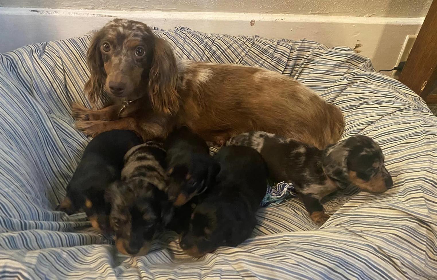 Fief Family Mini Doxies in Colorado | Dachshund puppies | Good Dog