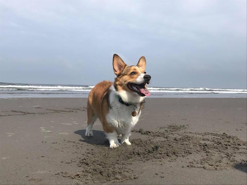Crooked Creek Corgis in Kansas | Pembroke Welsh Corgi puppies | Good Dog