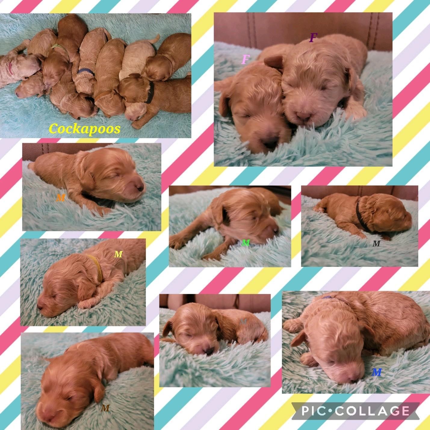 KDK Missouri Miniature Poodles in Missouri | Cavapoo, Cockapoo or ...
