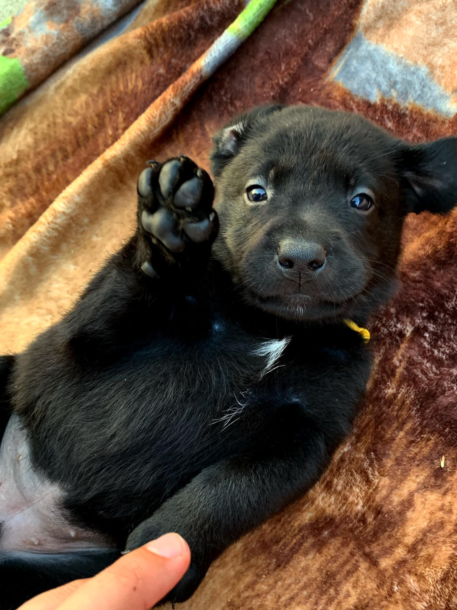 Straight Shooter Labradors in Alabama | Labrador Retriever and Dilute ...
