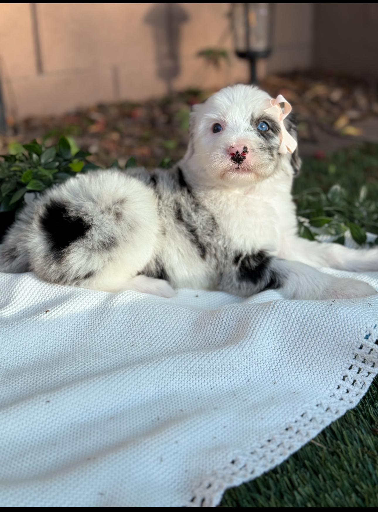 Desert Sheepies and Doodles in Arizona | Bernedoodle, Old English ...