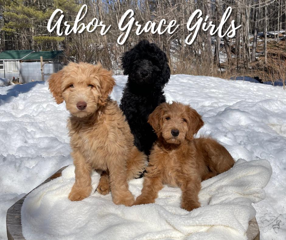 Arbor Grace Doodles in New Hampshire | Goldendoodle puppies | Good Dog