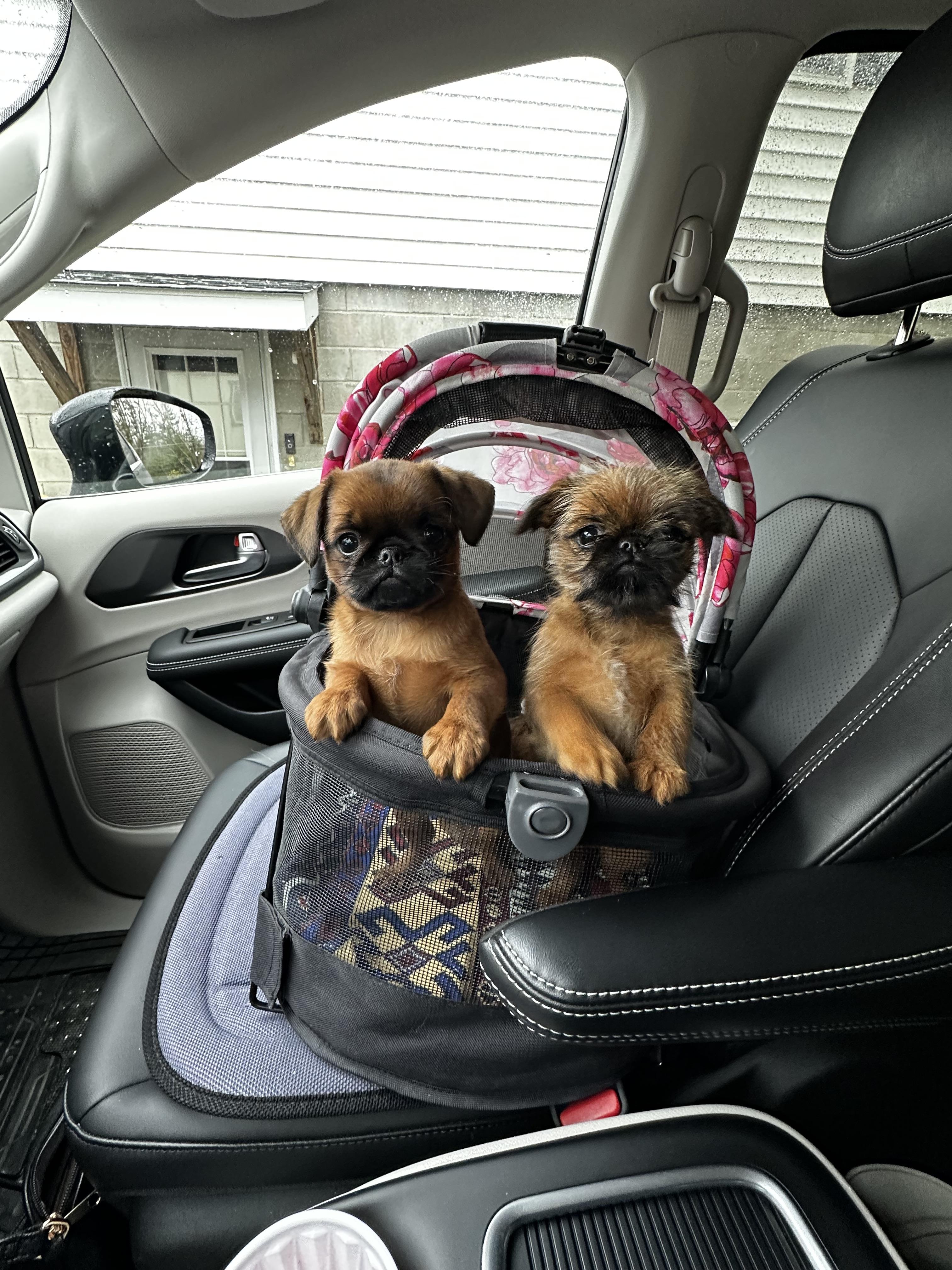 Imperial pugs and Brussels Griffons in New York | Brussels Griffon ...