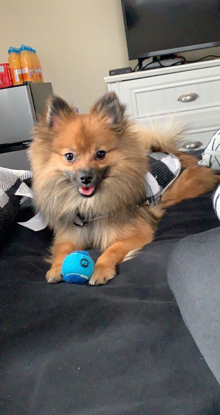 Caitlyn's Pomeranians in New York | Pomeranian puppies | Good Dog