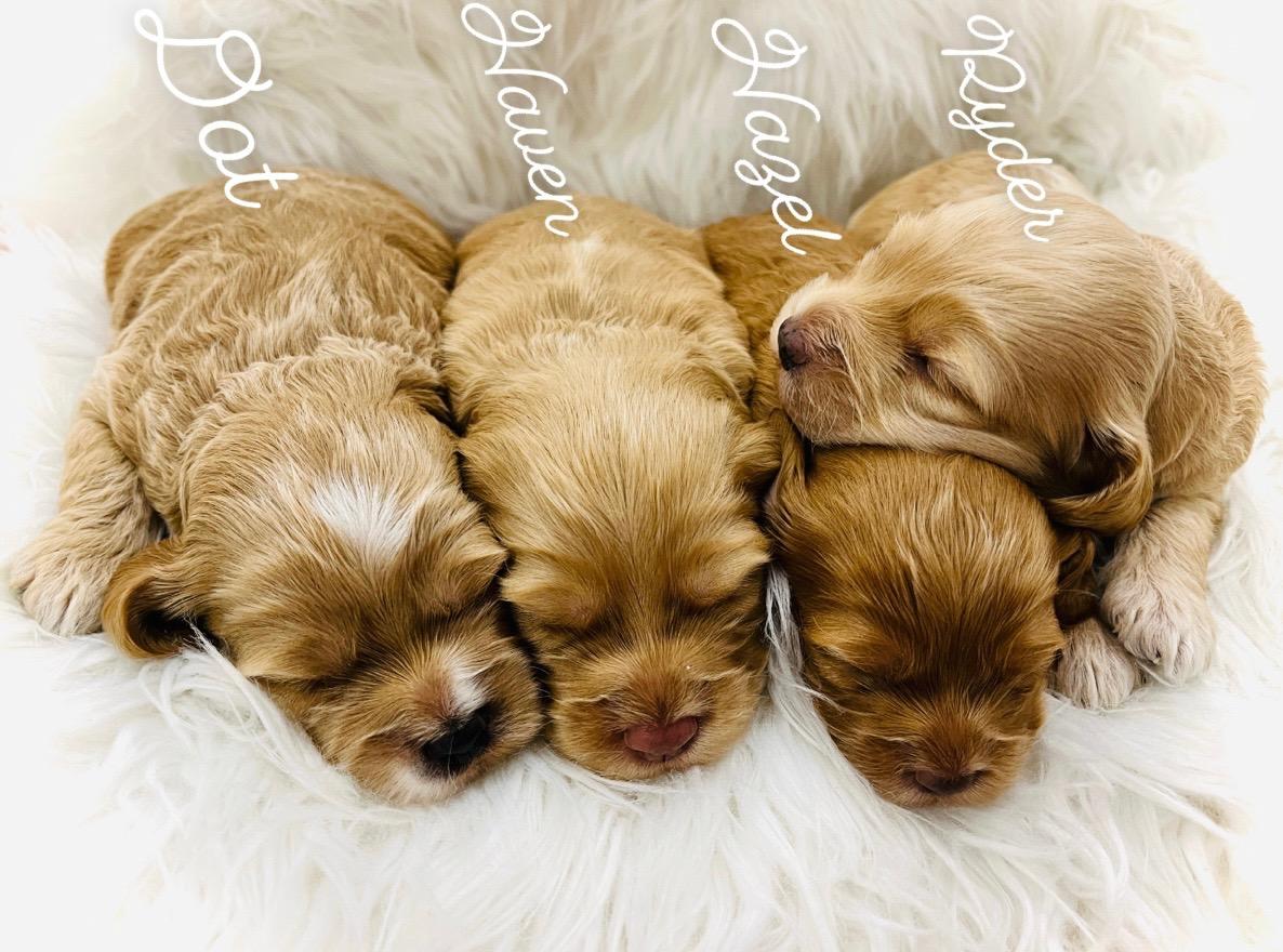 Rainbow Cockapoos in Utah | Cockapoo puppies | Good Dog
