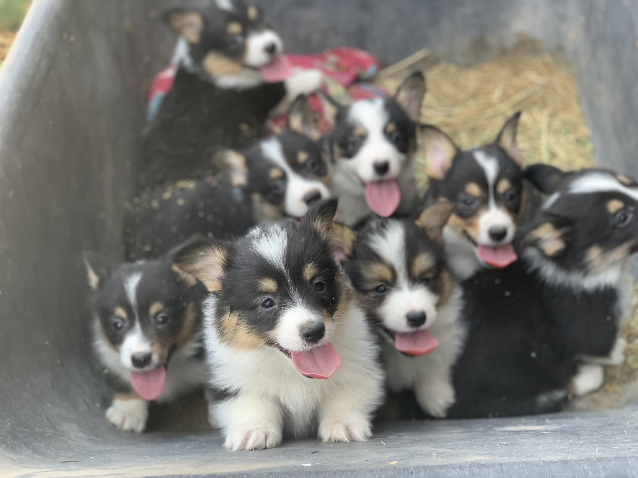 Nuna’s Corgis in Utah | Pembroke Welsh Corgi puppies | Good Dog